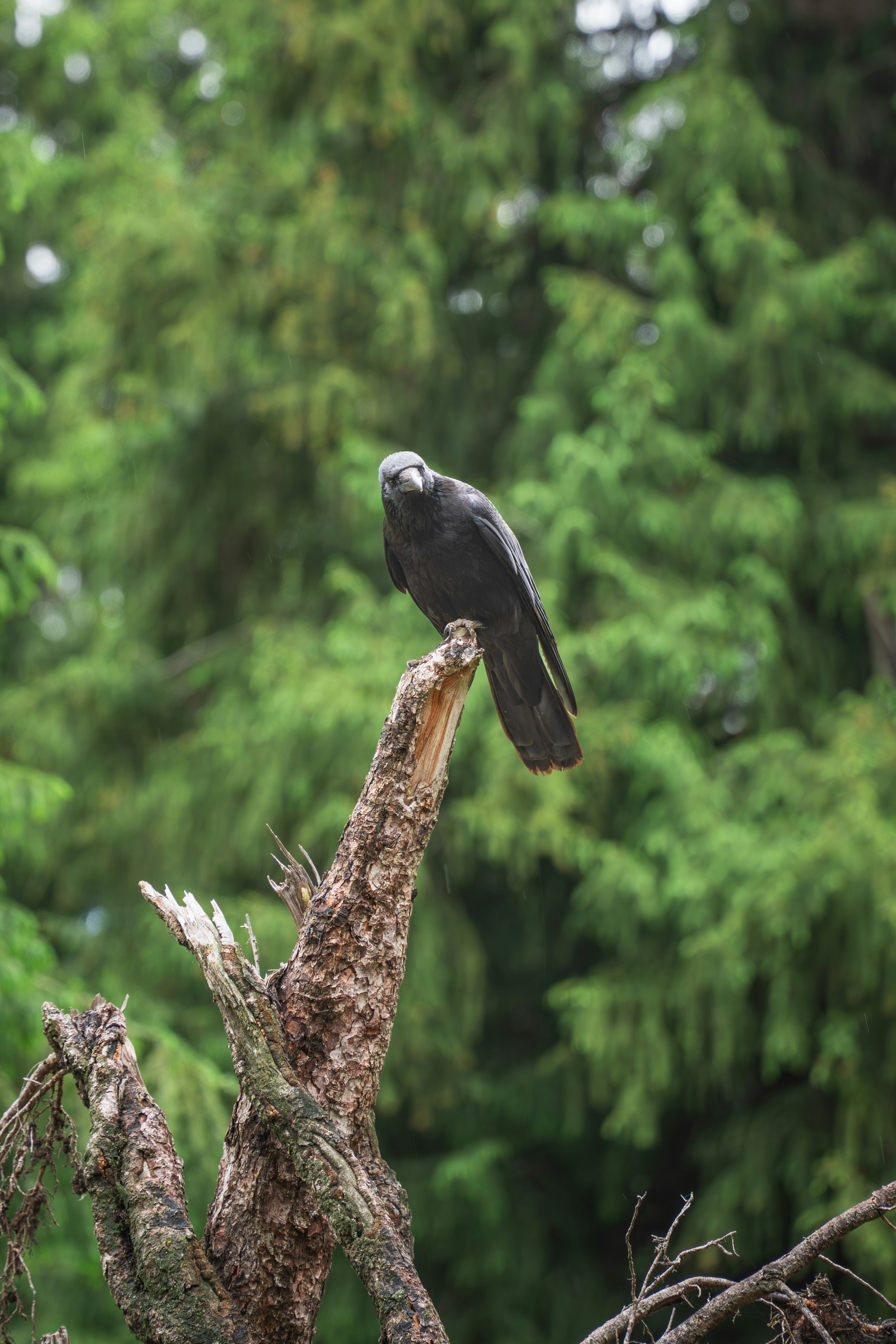 Raven Sentinel on a Weathered Branch