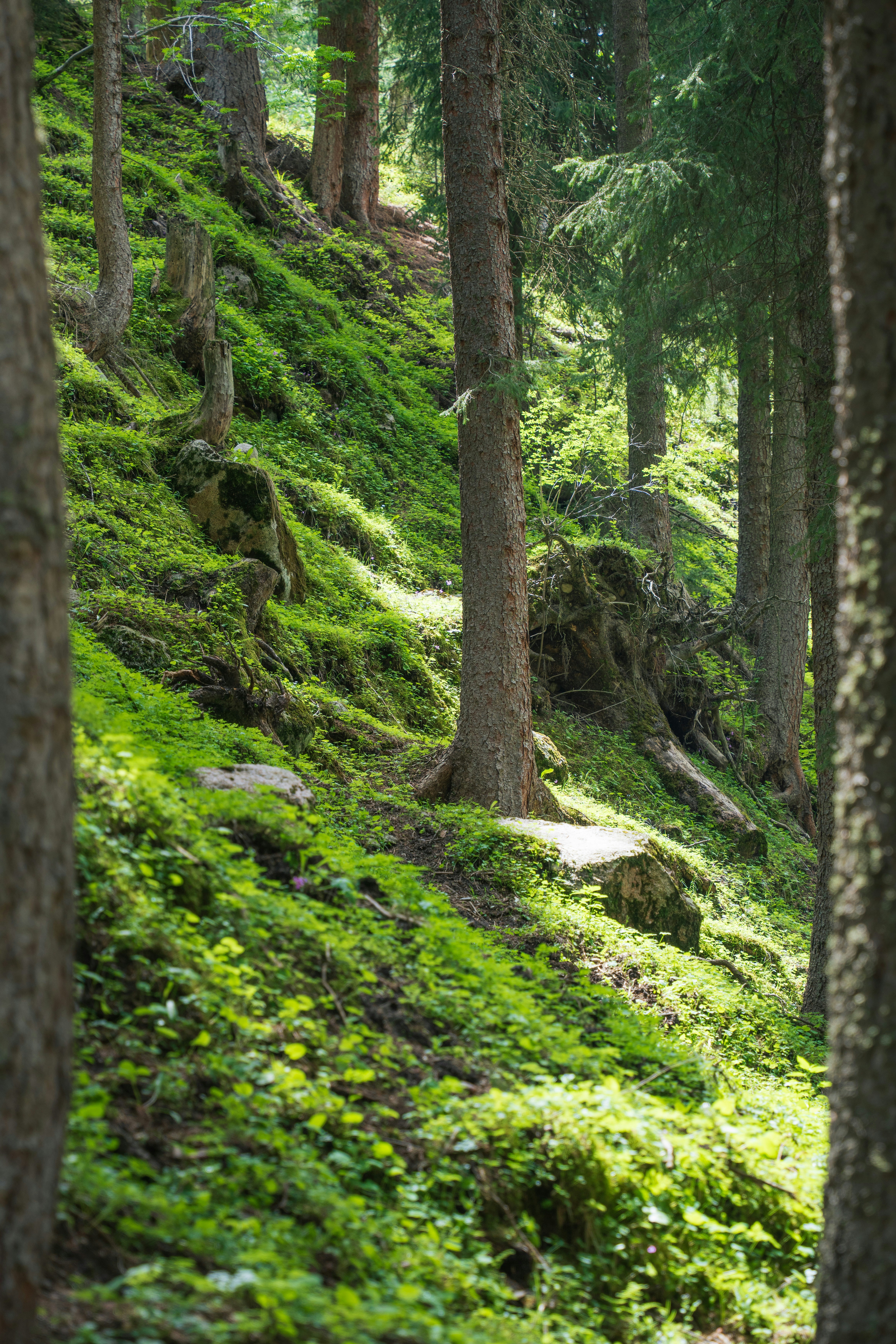 Sunlit Forest Staircase: Moss, Roots, and Quiet Light
