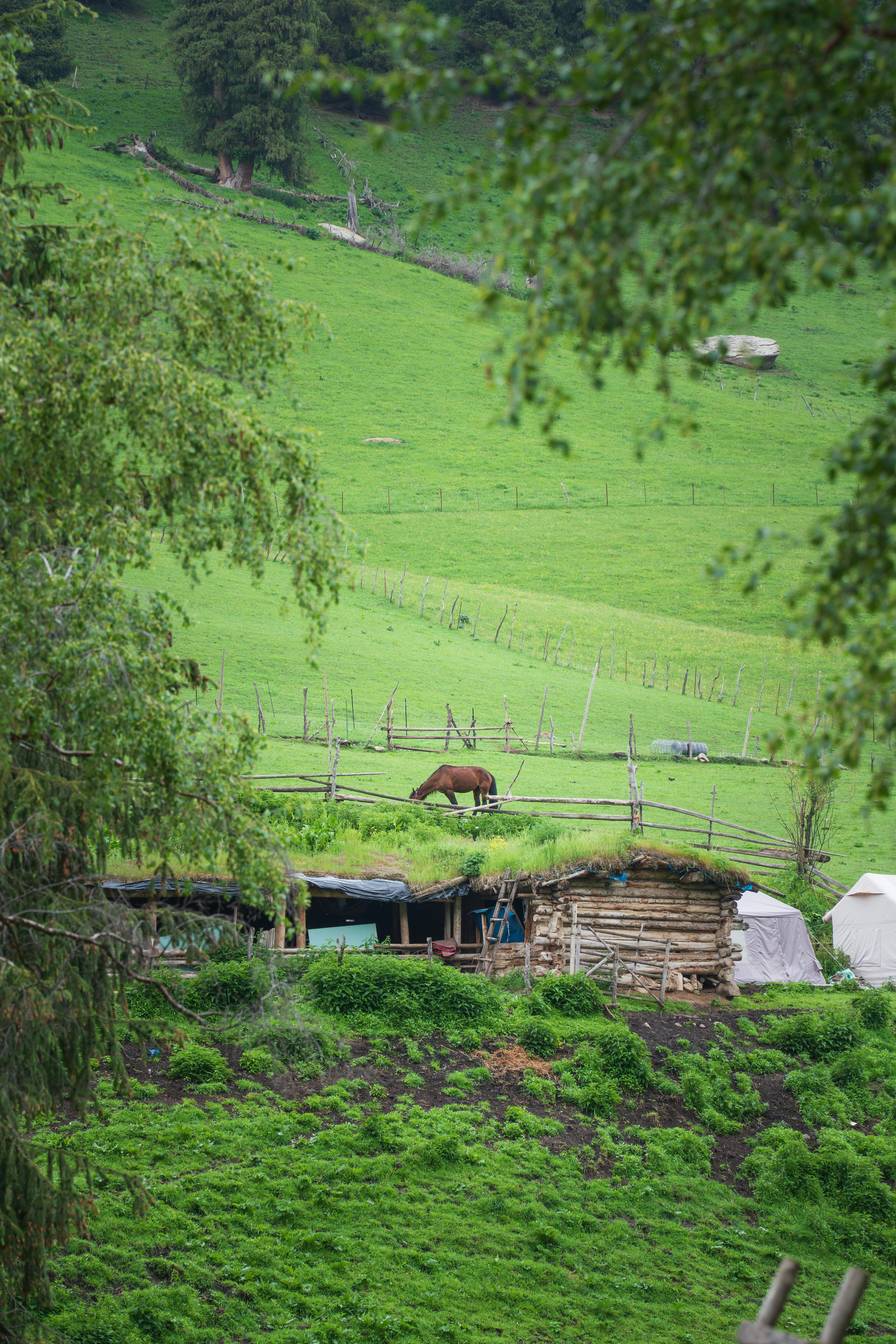 Pasture Gatekeeper: A Gentle Horse Beside a Handbuilt Farmstead