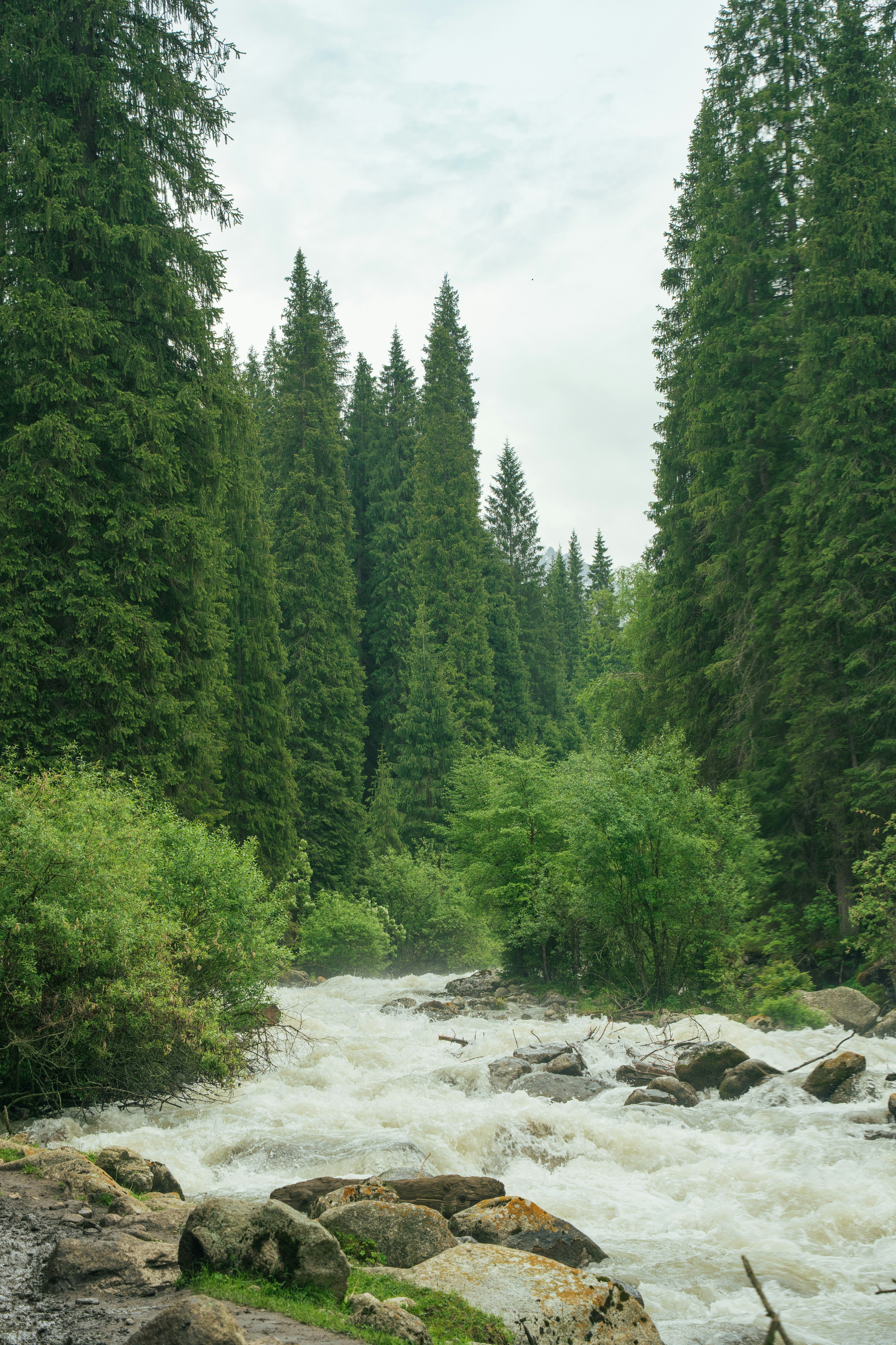 Verdant Gorge: A Mountain River Surging Through Pines