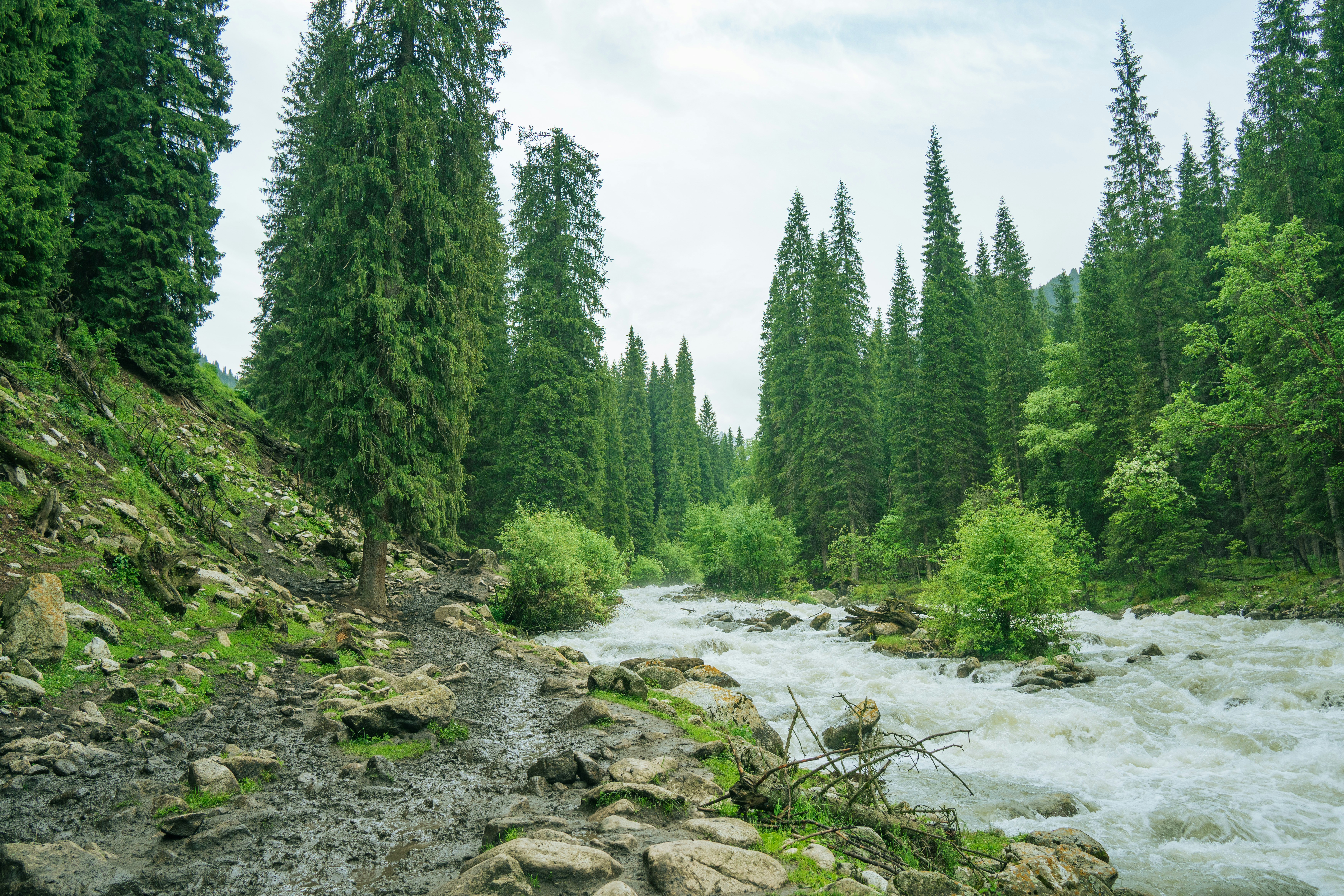 Rushing Crest: A Conifer Corridor Over the Whitewater