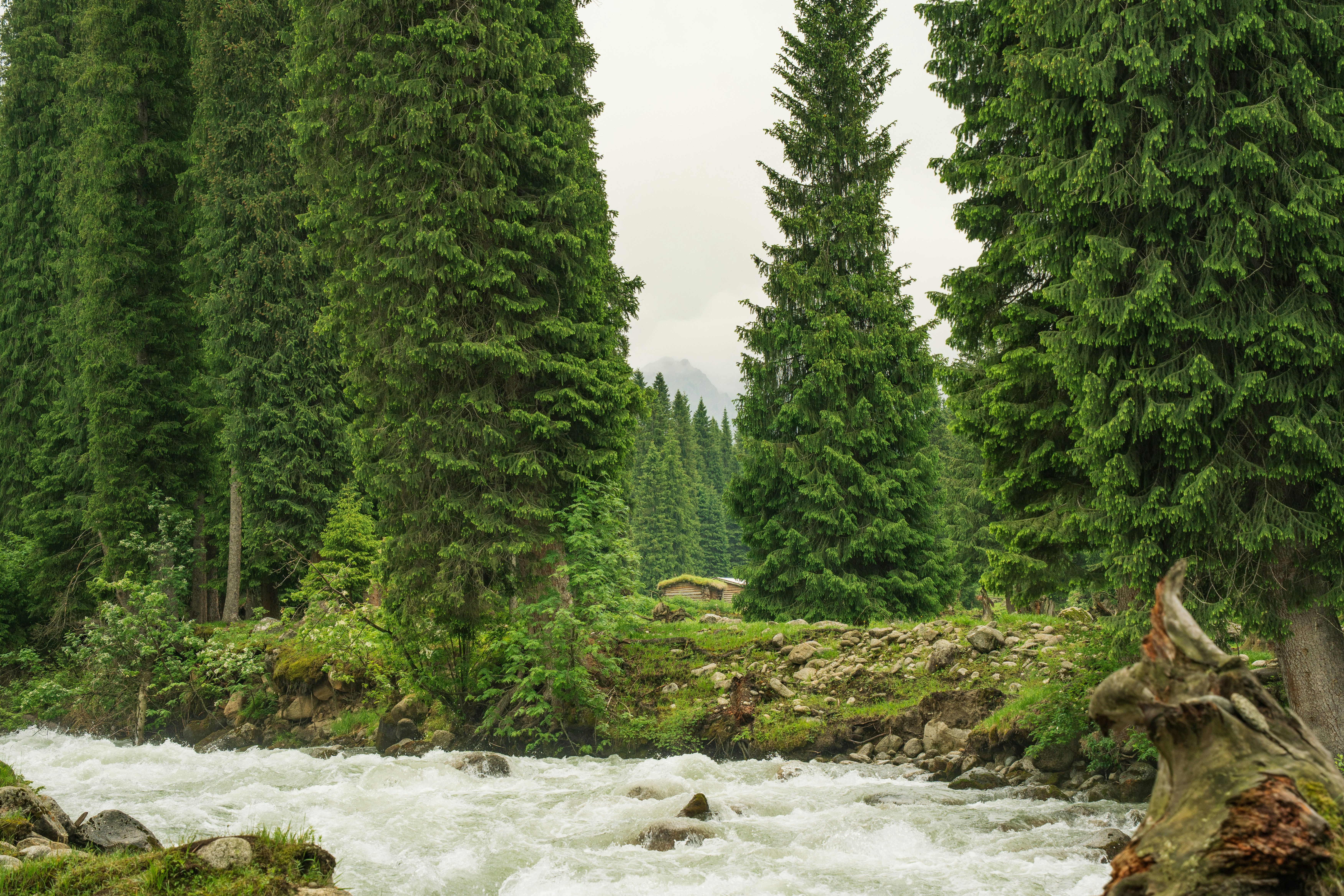 Glacial Stream Through Pines