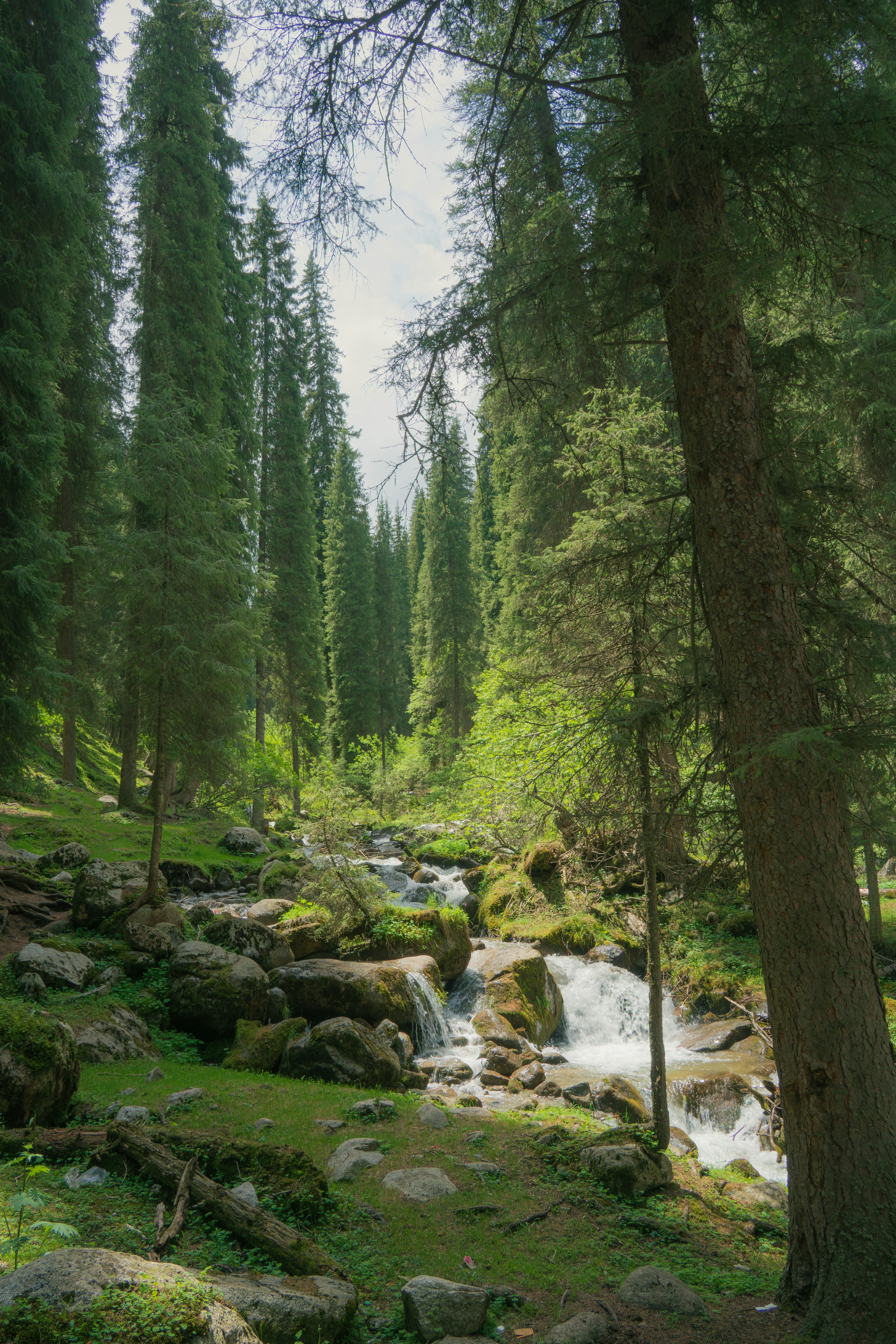 Sunlit Cascade Through Mossy Pines