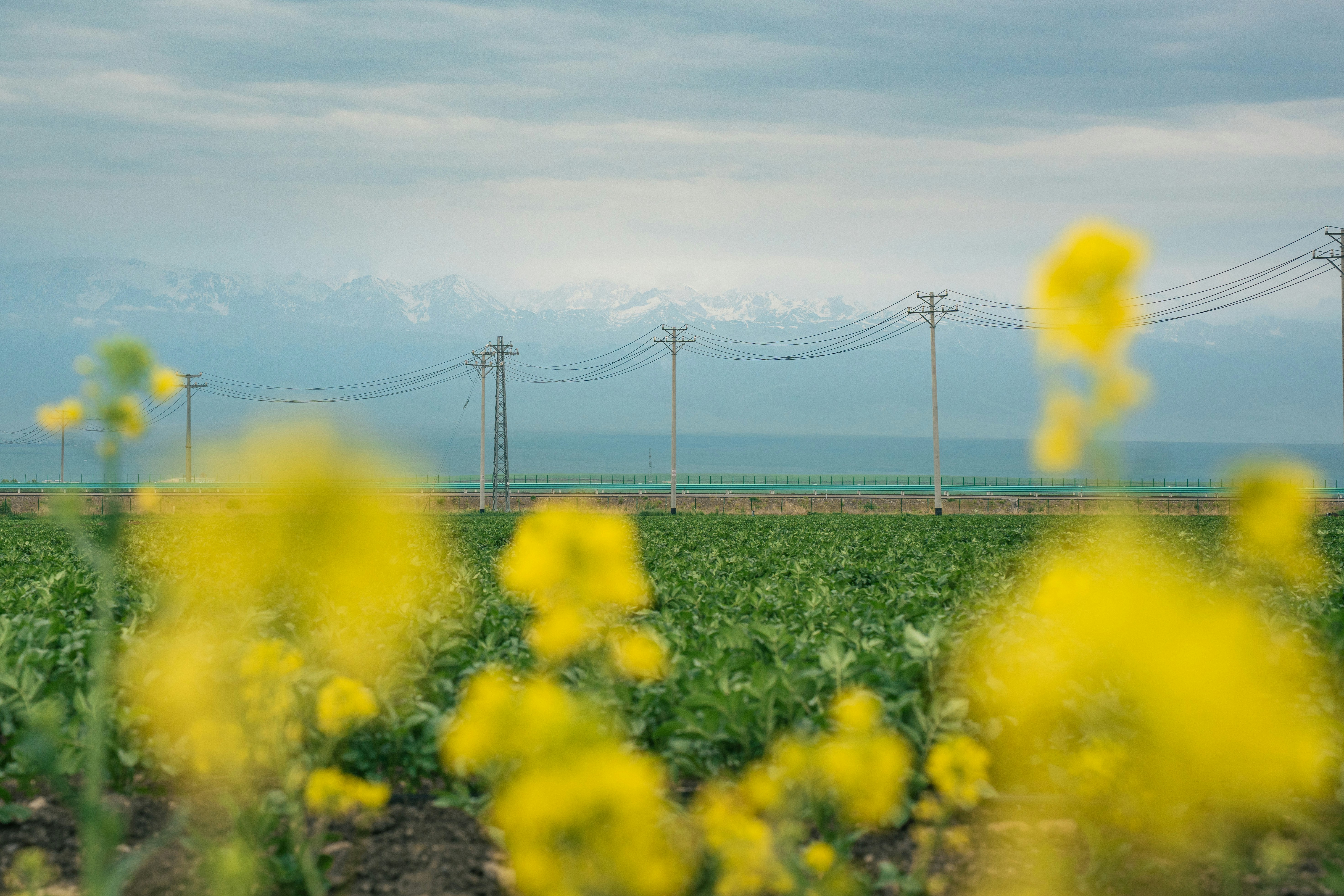 Vibrant yellow flowers in the foreground with a flat agricultural field and power lines leading to a distant snow-capped horizon; a landscape capturing depth and subtle color contrast. This is a photographic scene, not a drawing or logo.
