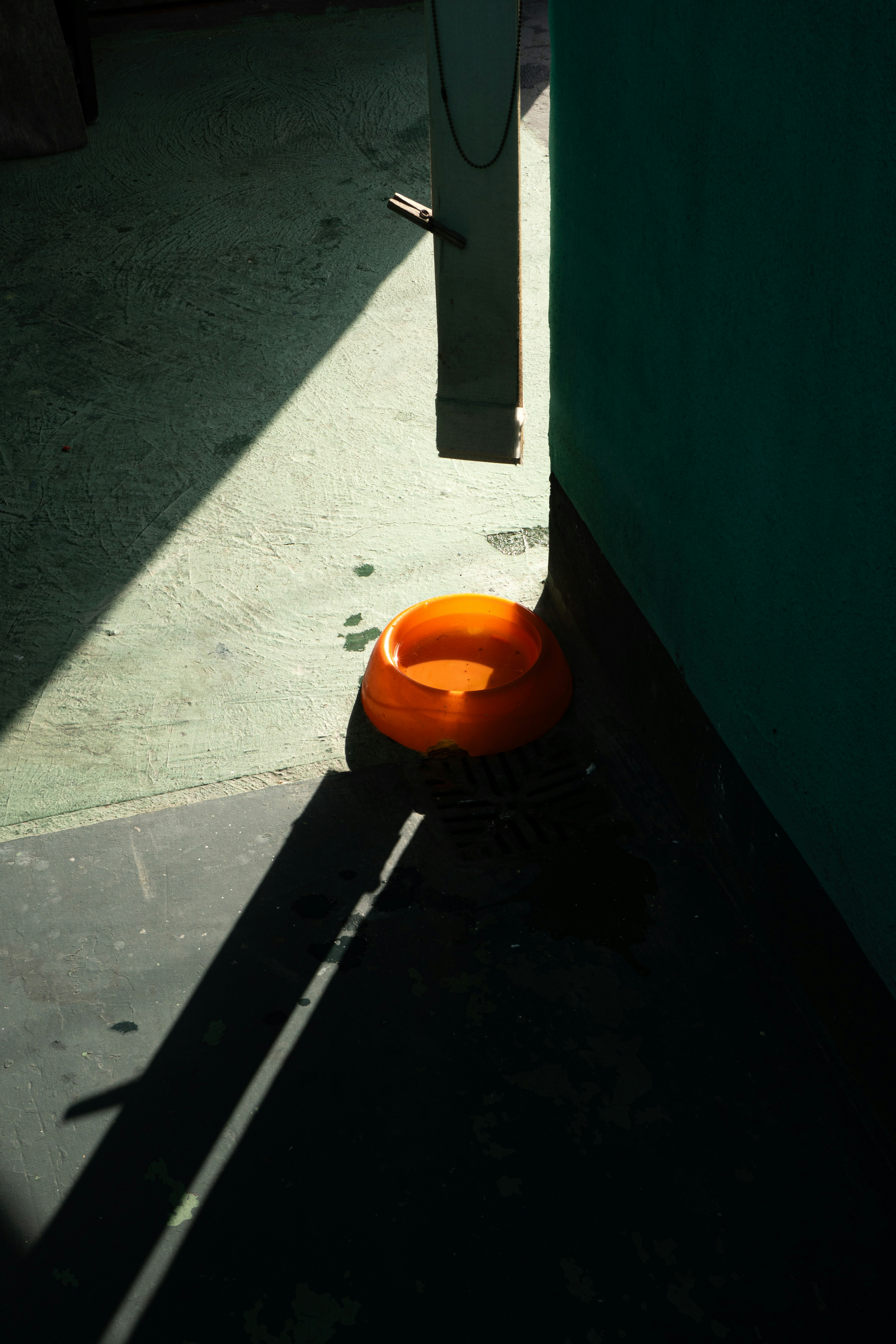An orange pet bowl filled with water sits at the edge of light and shadow in a backyard. Green walls, hard sun, and the quiet geometry of an ordinary afternoon.