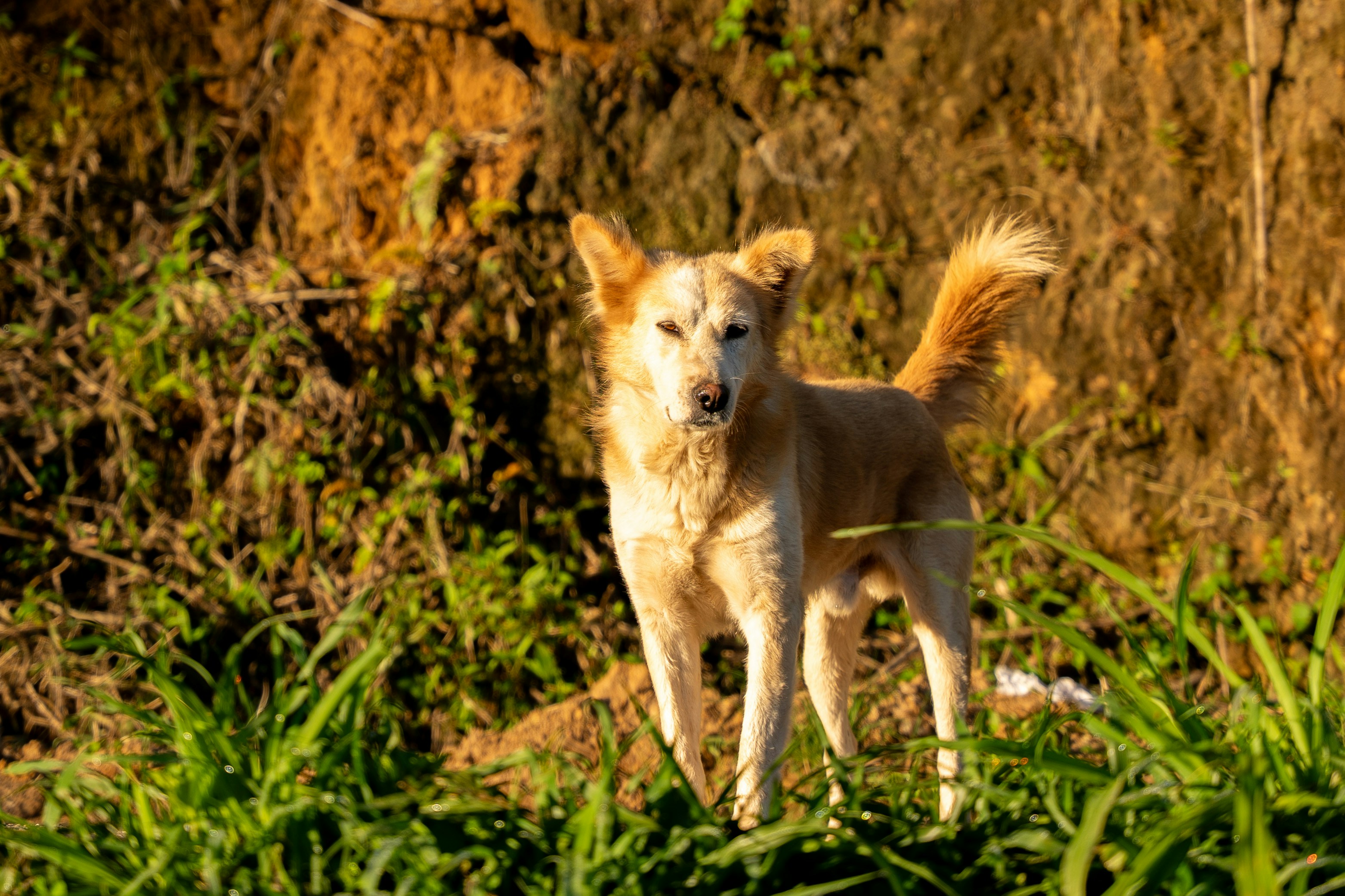 Golden Canopy Guardian: A Sunlit Wanderer in Tall Grass