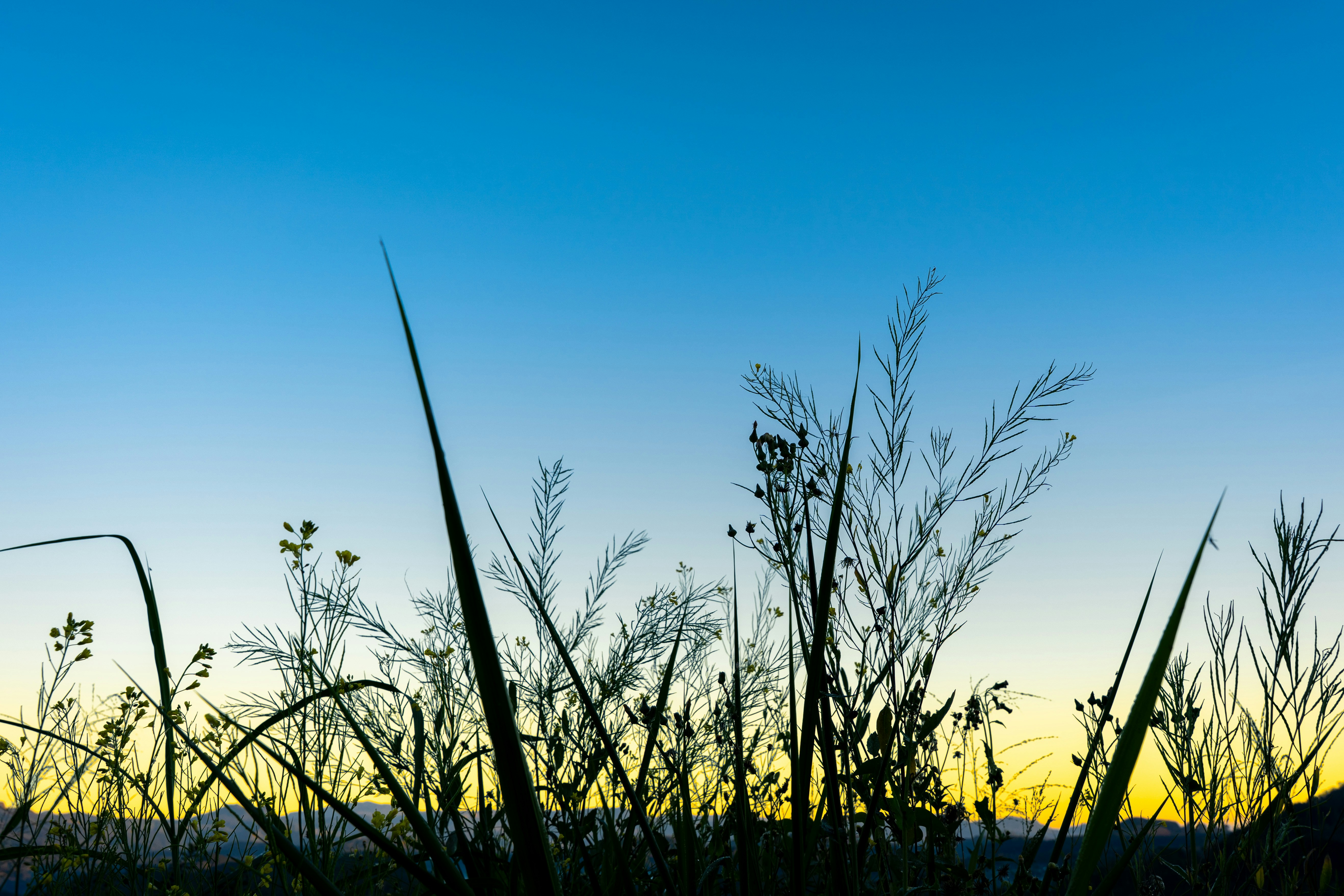 Silhouette Blooms at Dusk: Grass Stalks Against a Golden Horizon