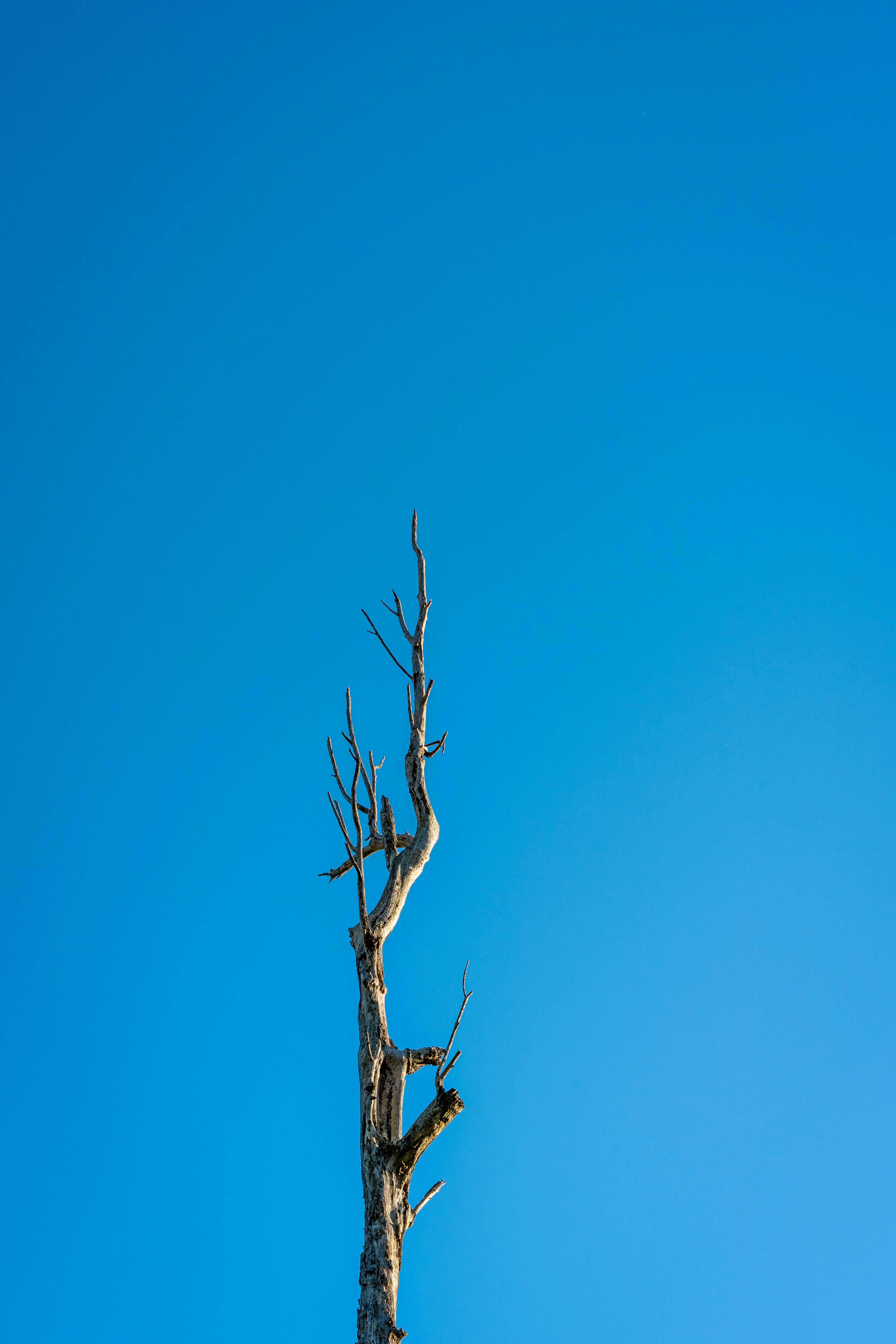A solitary, weathered limb reaching toward a boundless blue