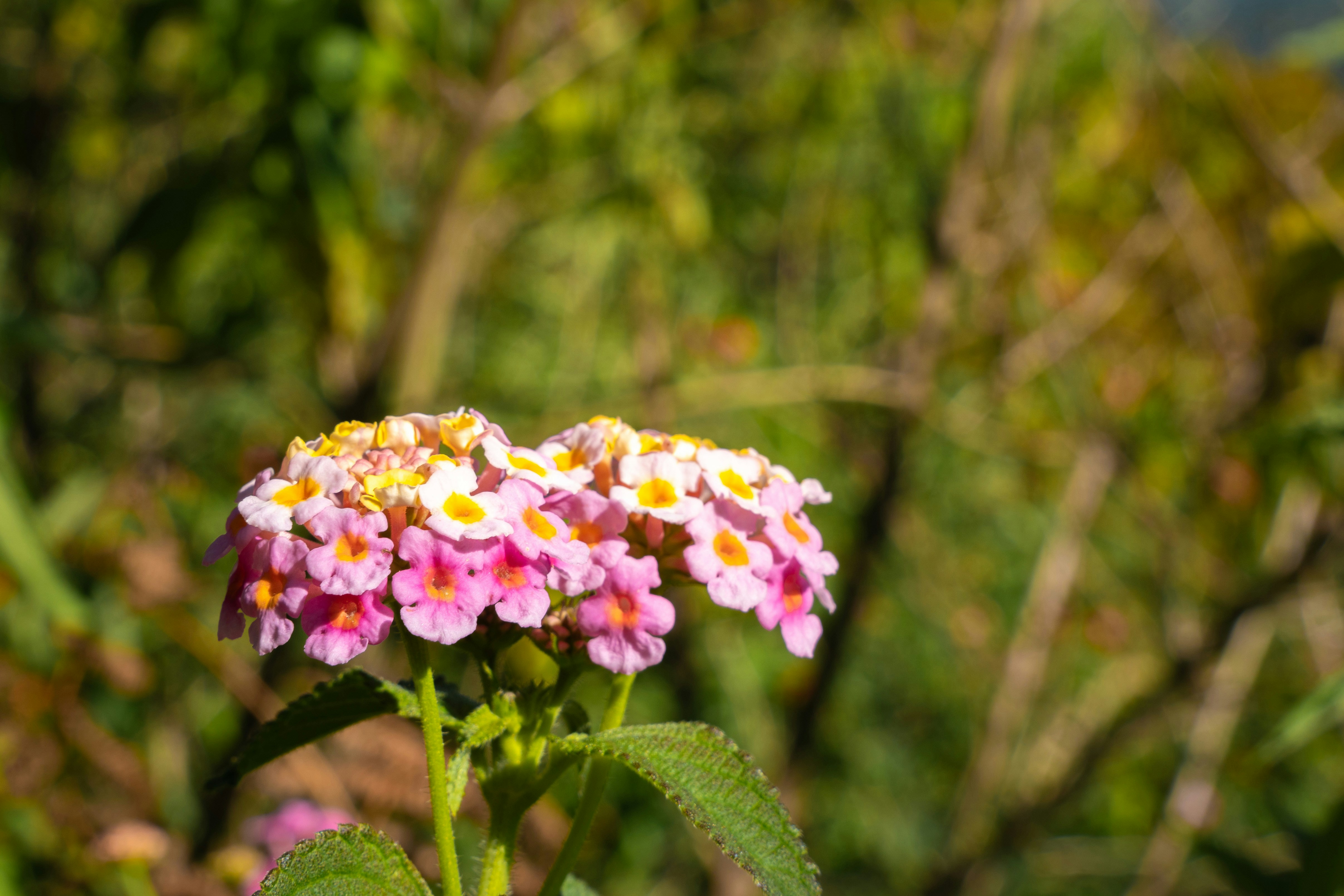 Cluster of pink and yellow lantana flowers lingering in a sunlit garden