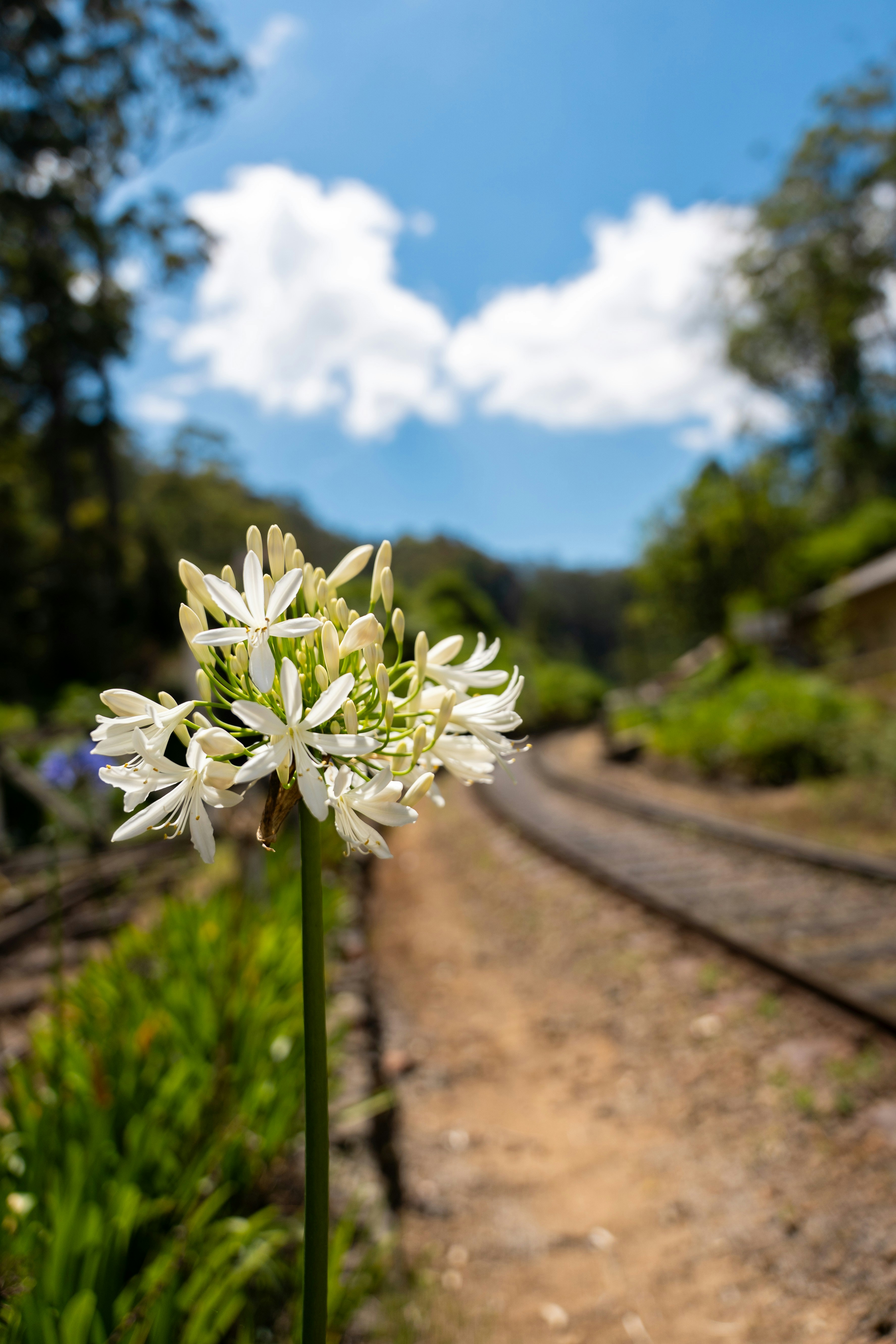 White bloom on a sunlit track pierces a blur of countryside