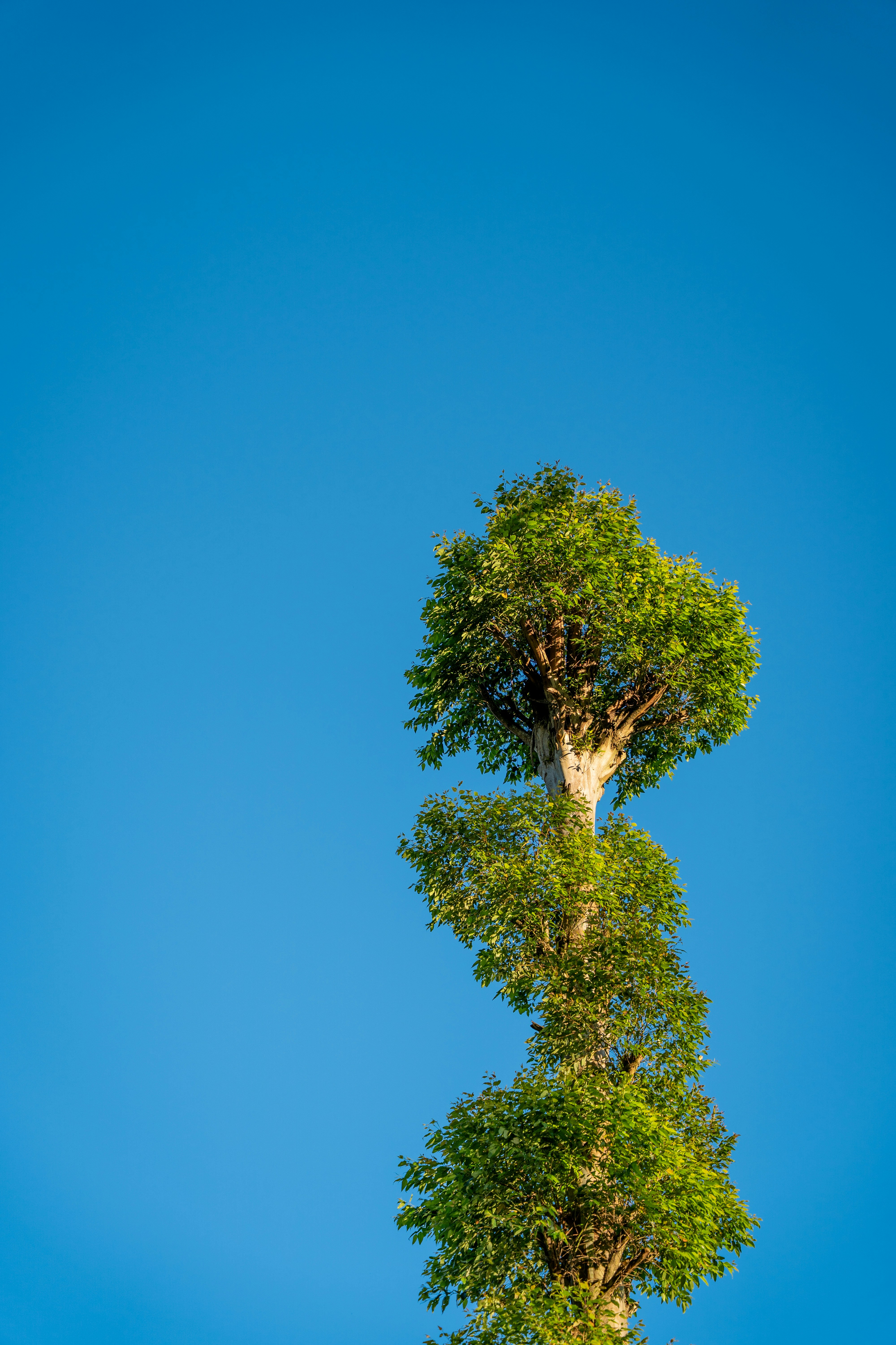 A Singular Tree Reaching Toward the Sky