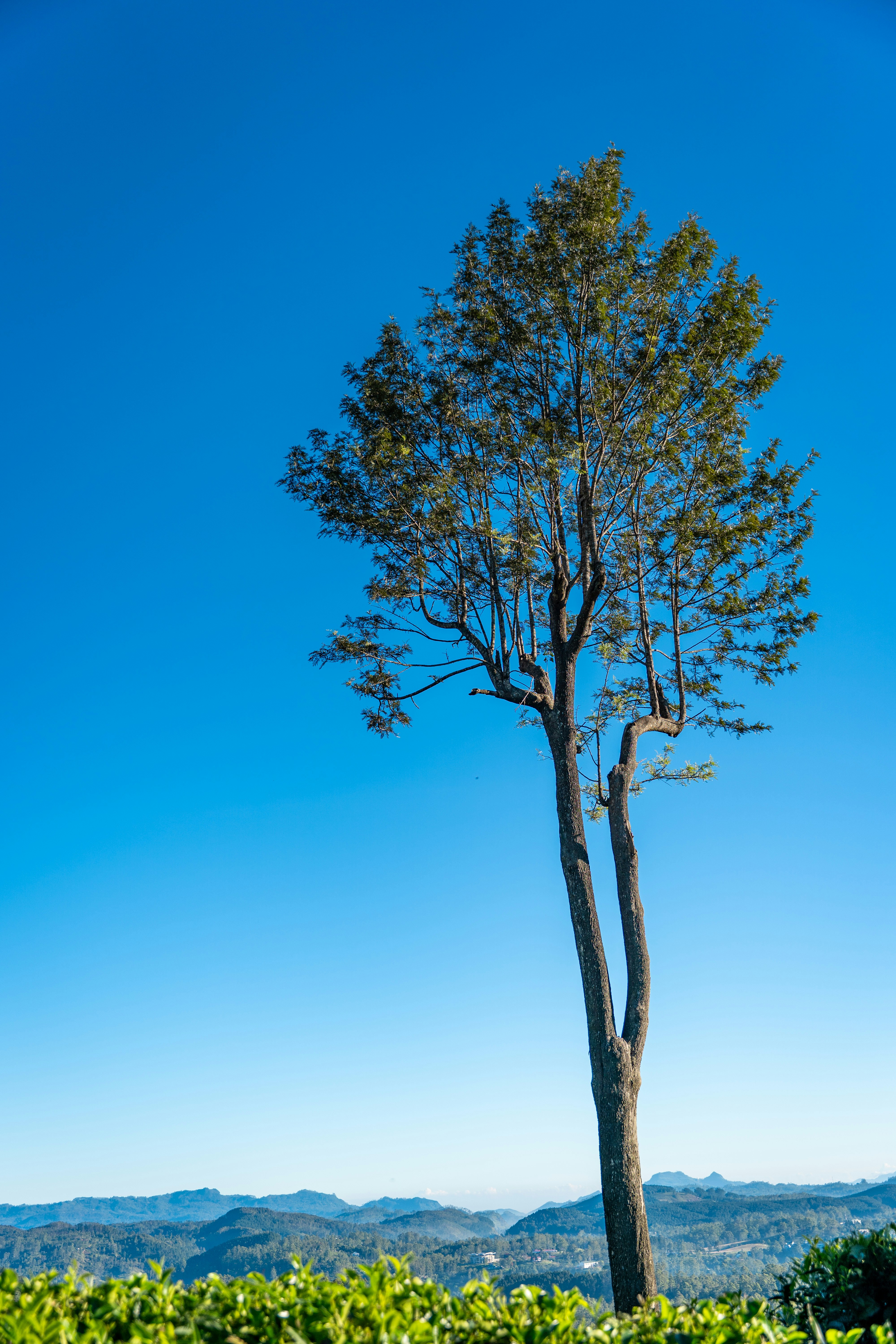 The Lone Tree Reaching for a Wide Afternoon Sky