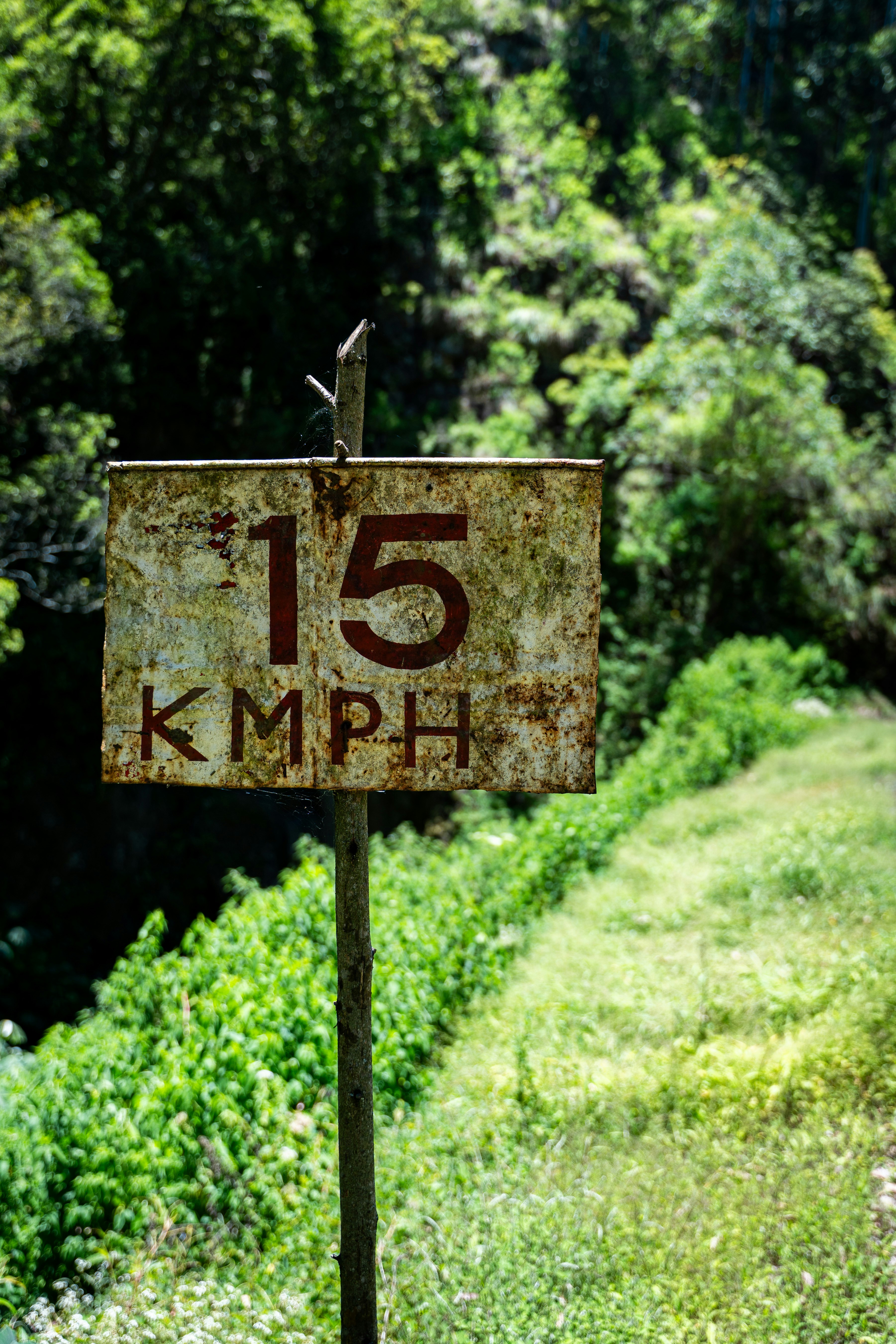 Rusty Speed Sign in a Lush Green Verge