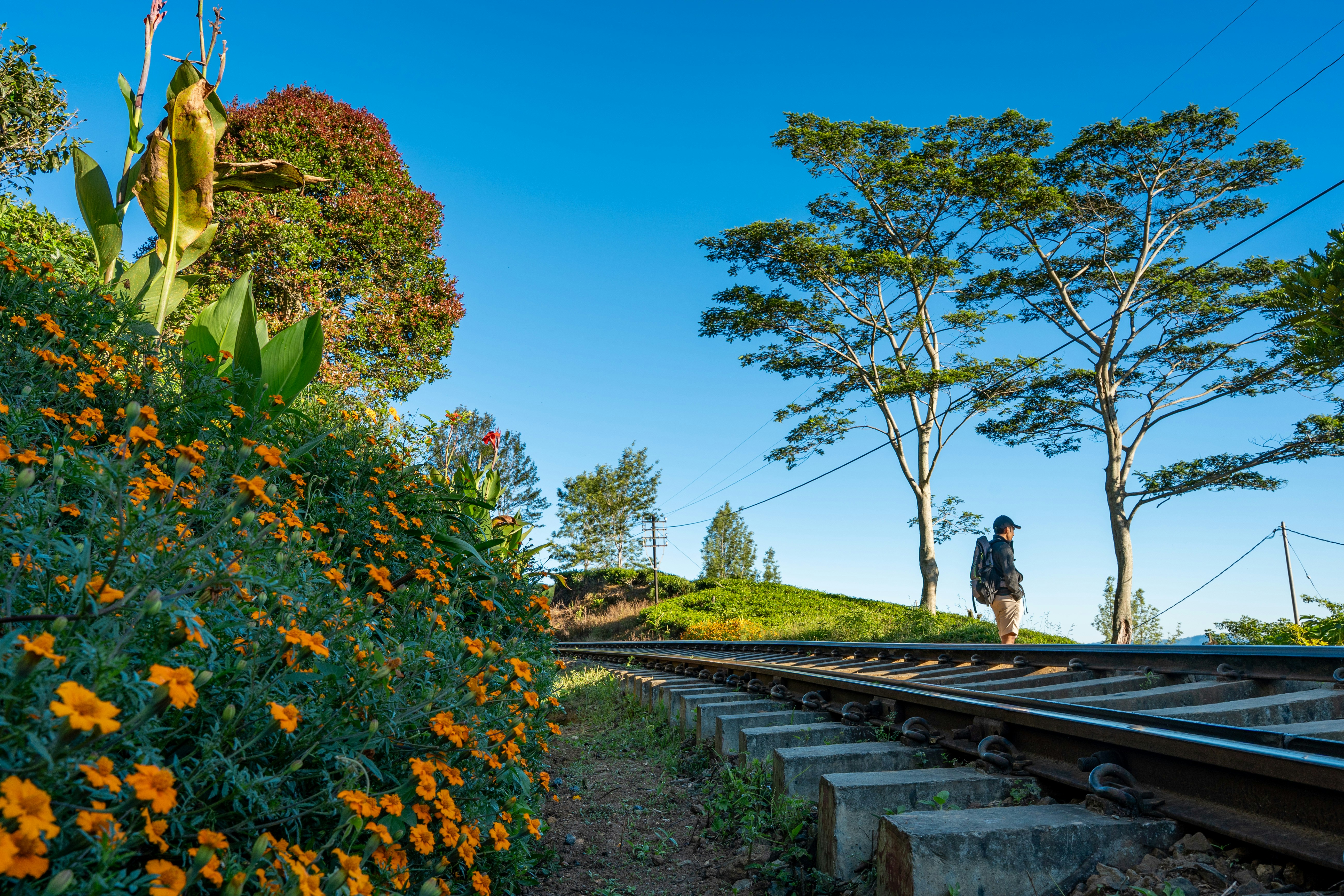 Railway Bloom: A Lone Traveler Near the Tracks