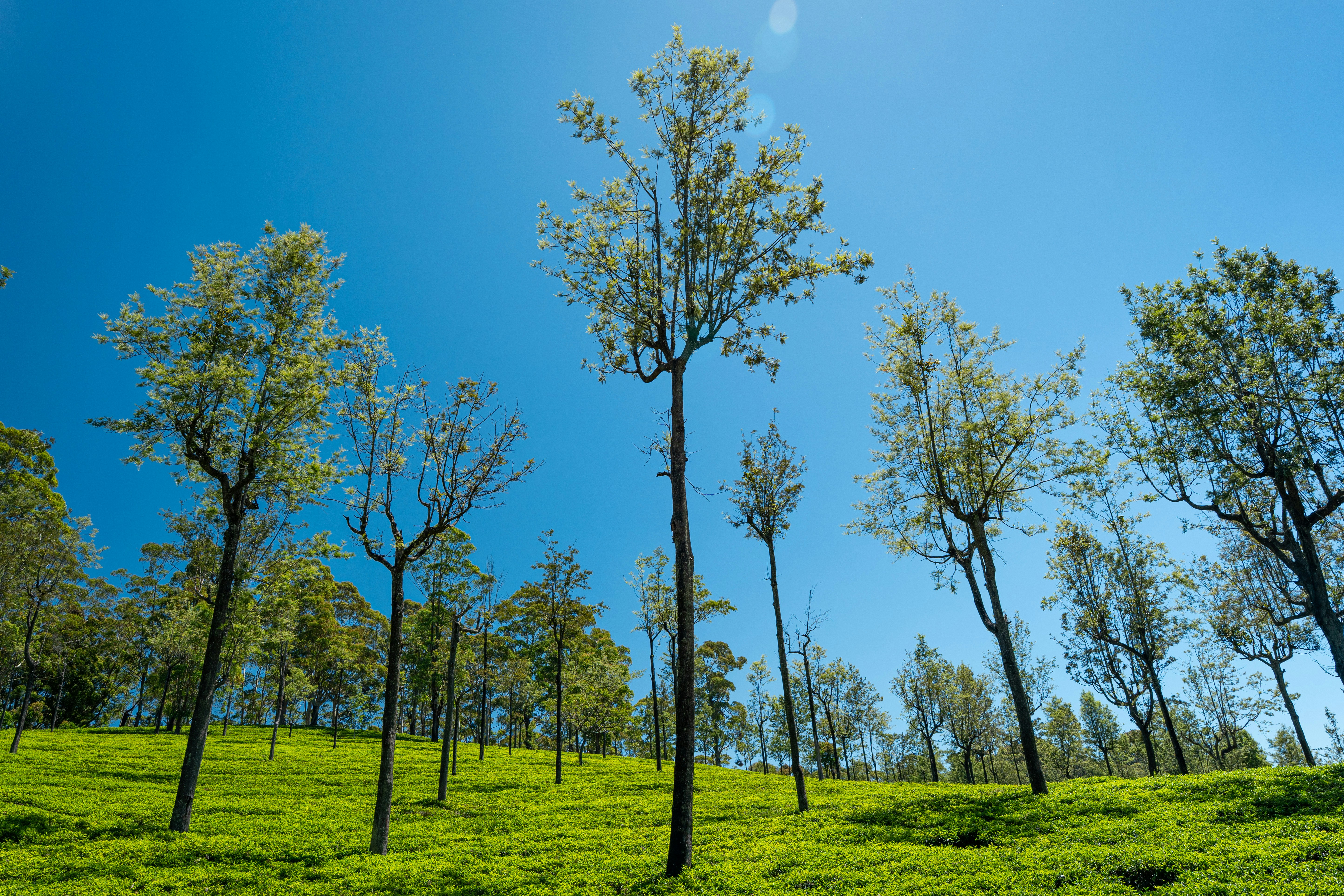 Blue-Sky Orchard: A Row of Tall, Spring-Break Trees