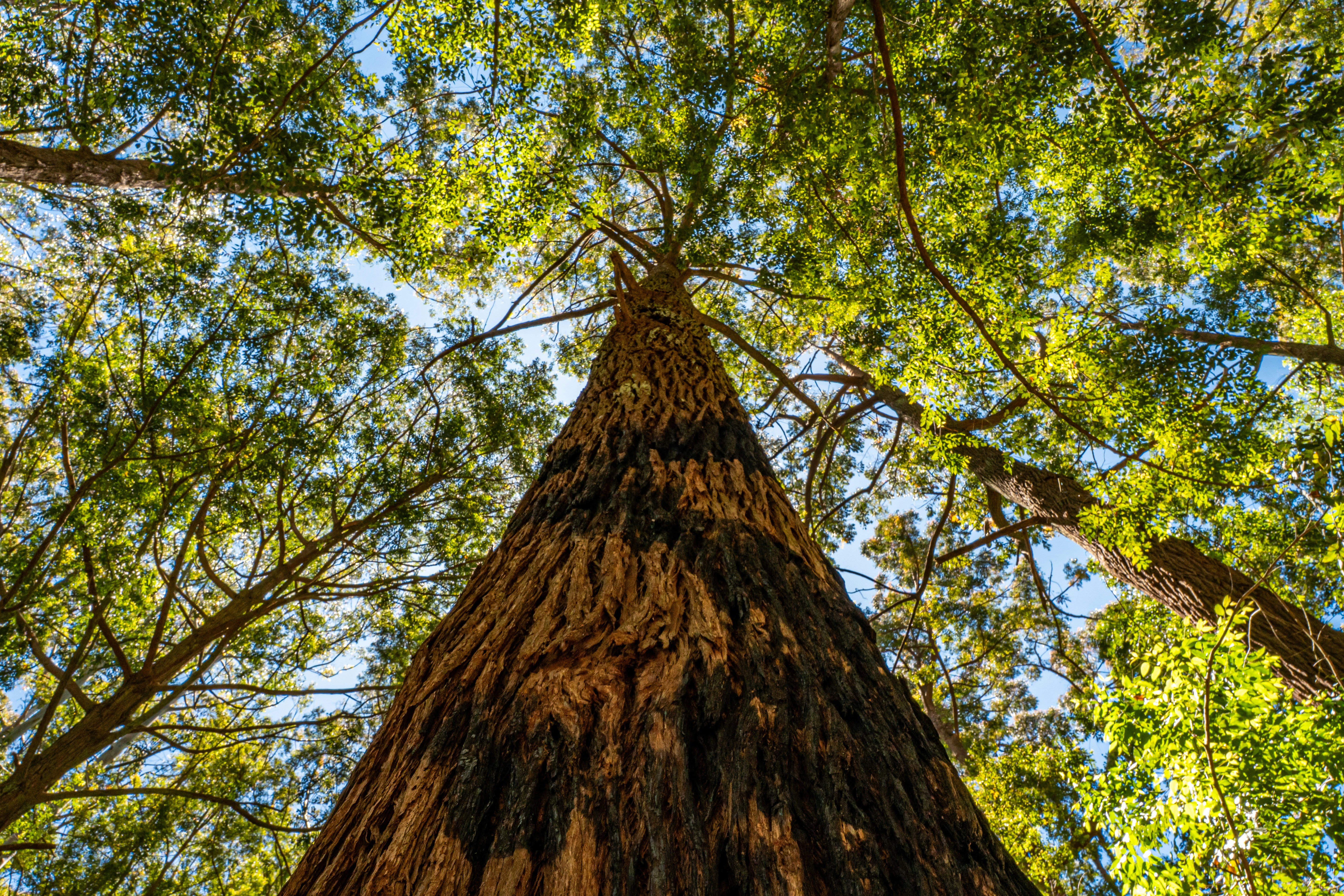  Cathedral Reach: A View Up Through the Forest Canopy