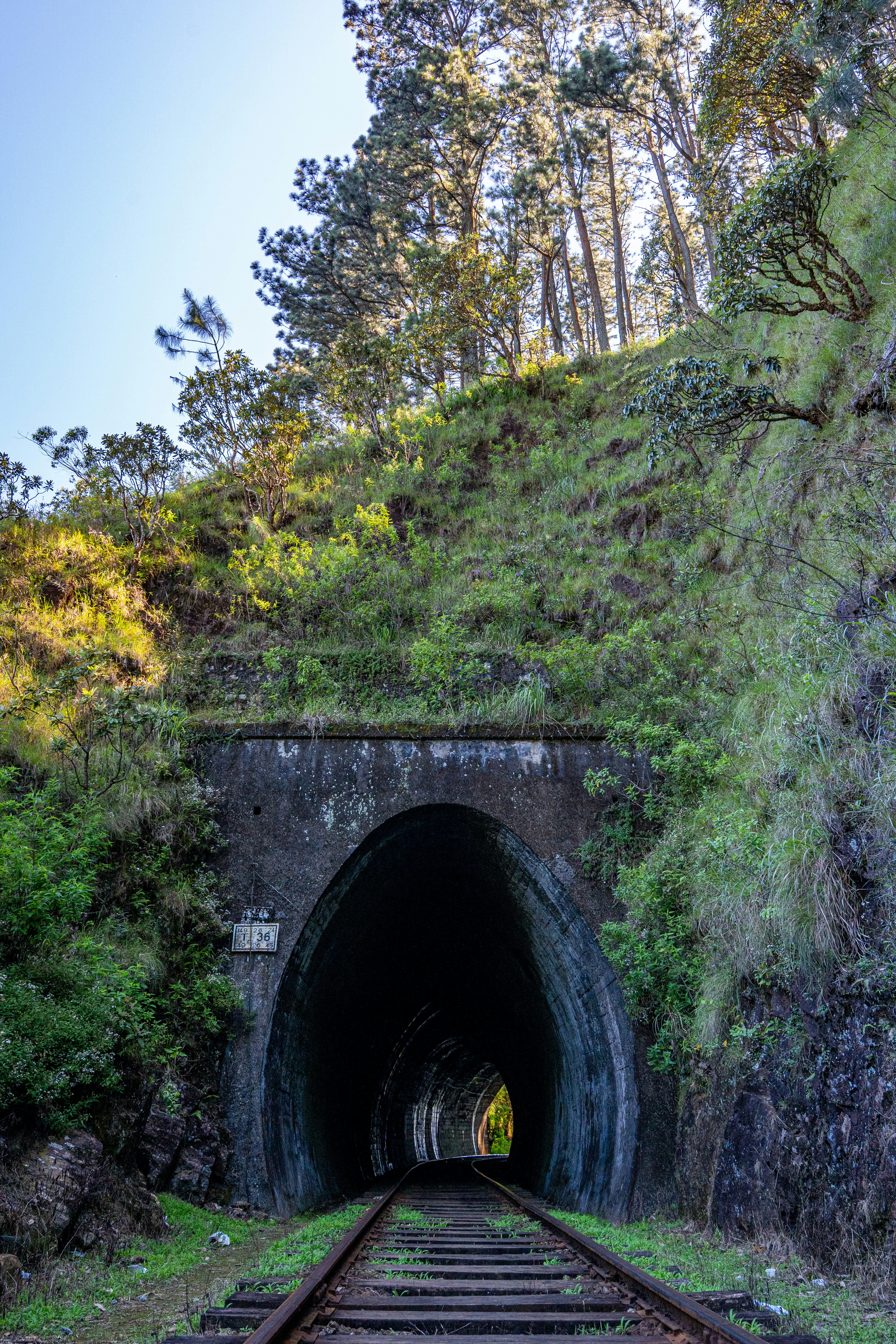 Silent Gate: The Tunnel Beneath the Overgrowth