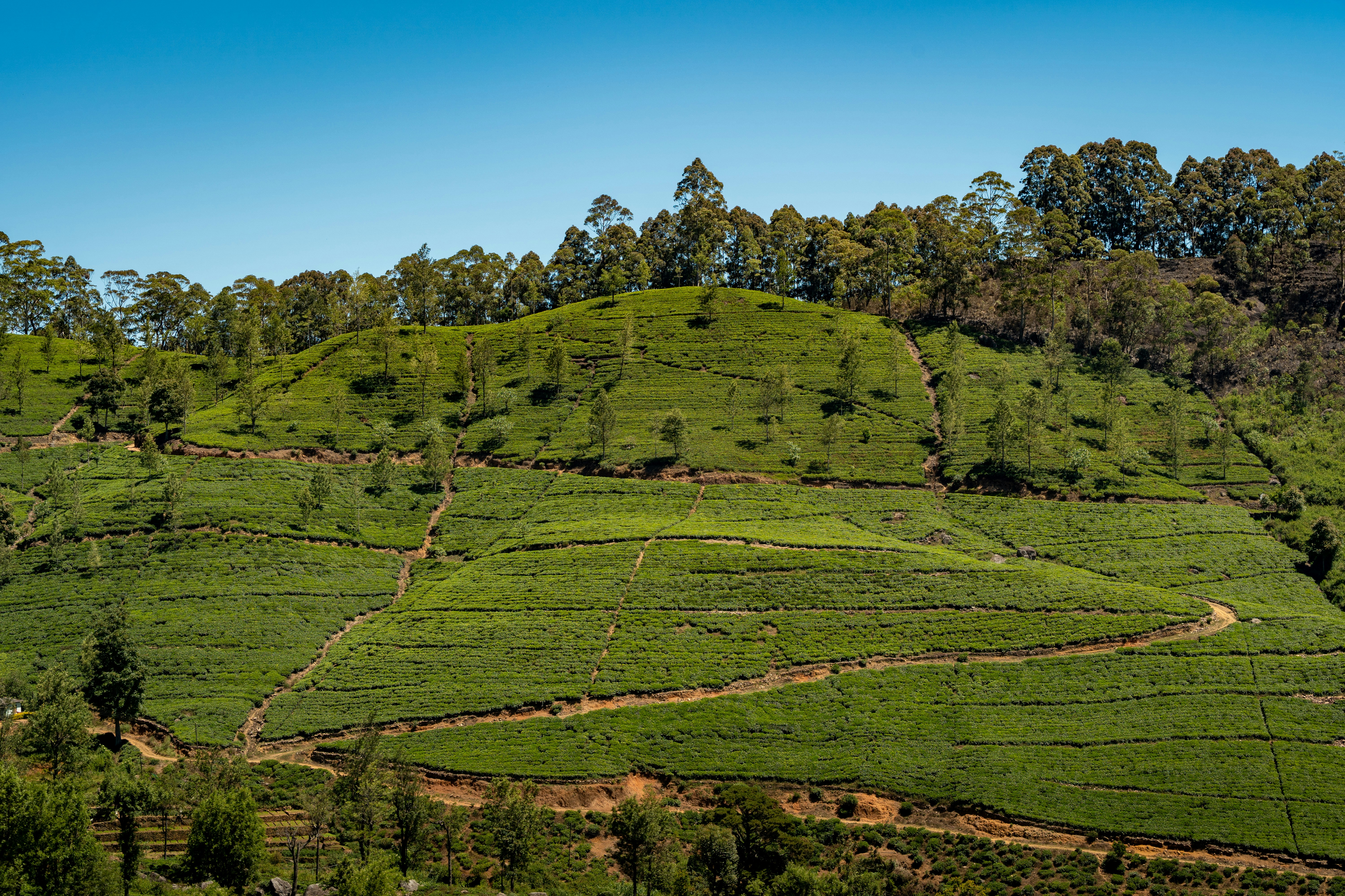 Terraced Green Hills: A Lattice of Tea Amid a Clear Sky