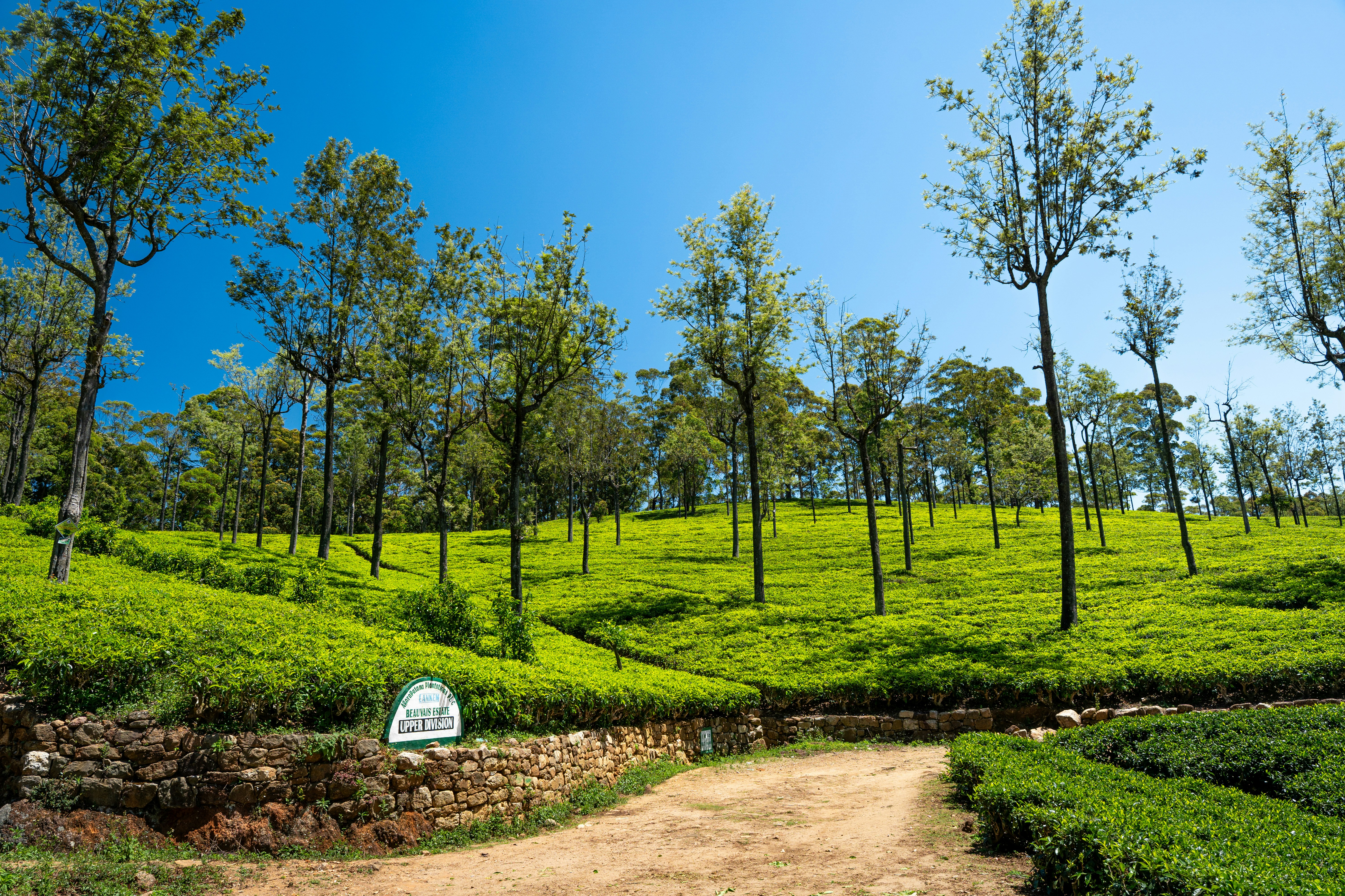 Bright Hilltop Park: Rows of slender trees under a vivid blue sky