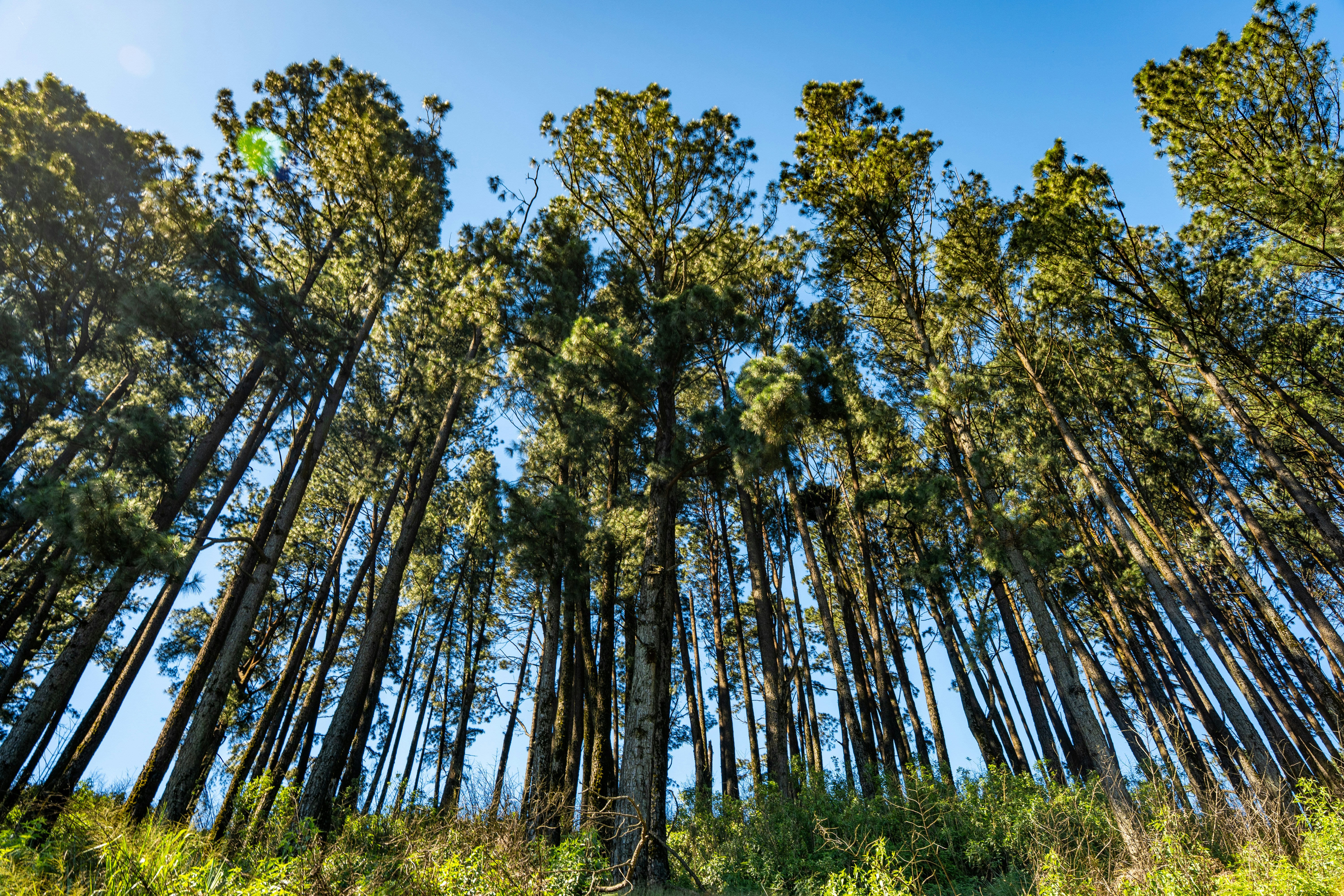 Canopy Convergence: A Forest of Tall Pines Beneath a Clear Blue Sky
