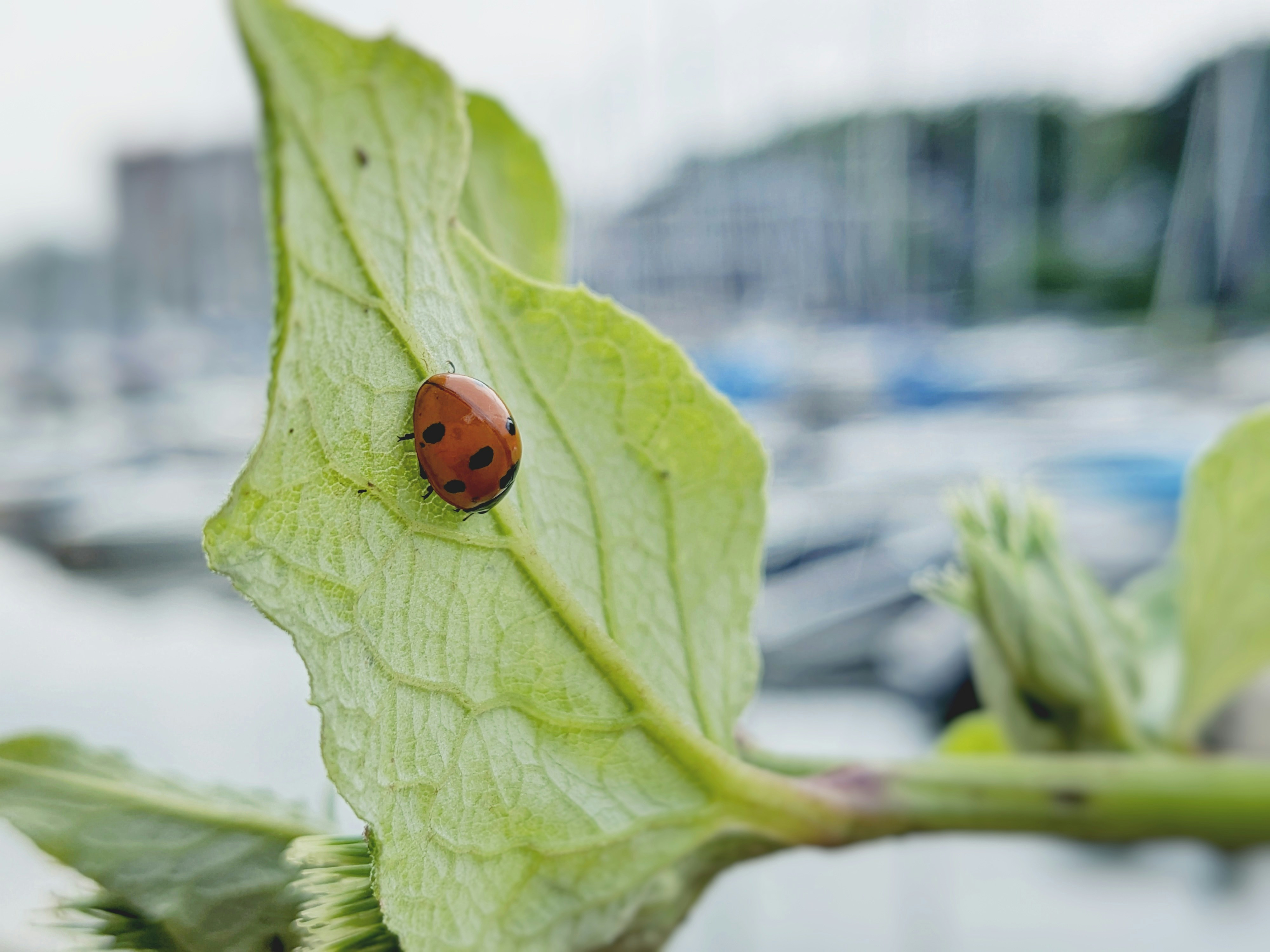 Ladybug on a Sunlit Leaf Overlooking a Marina