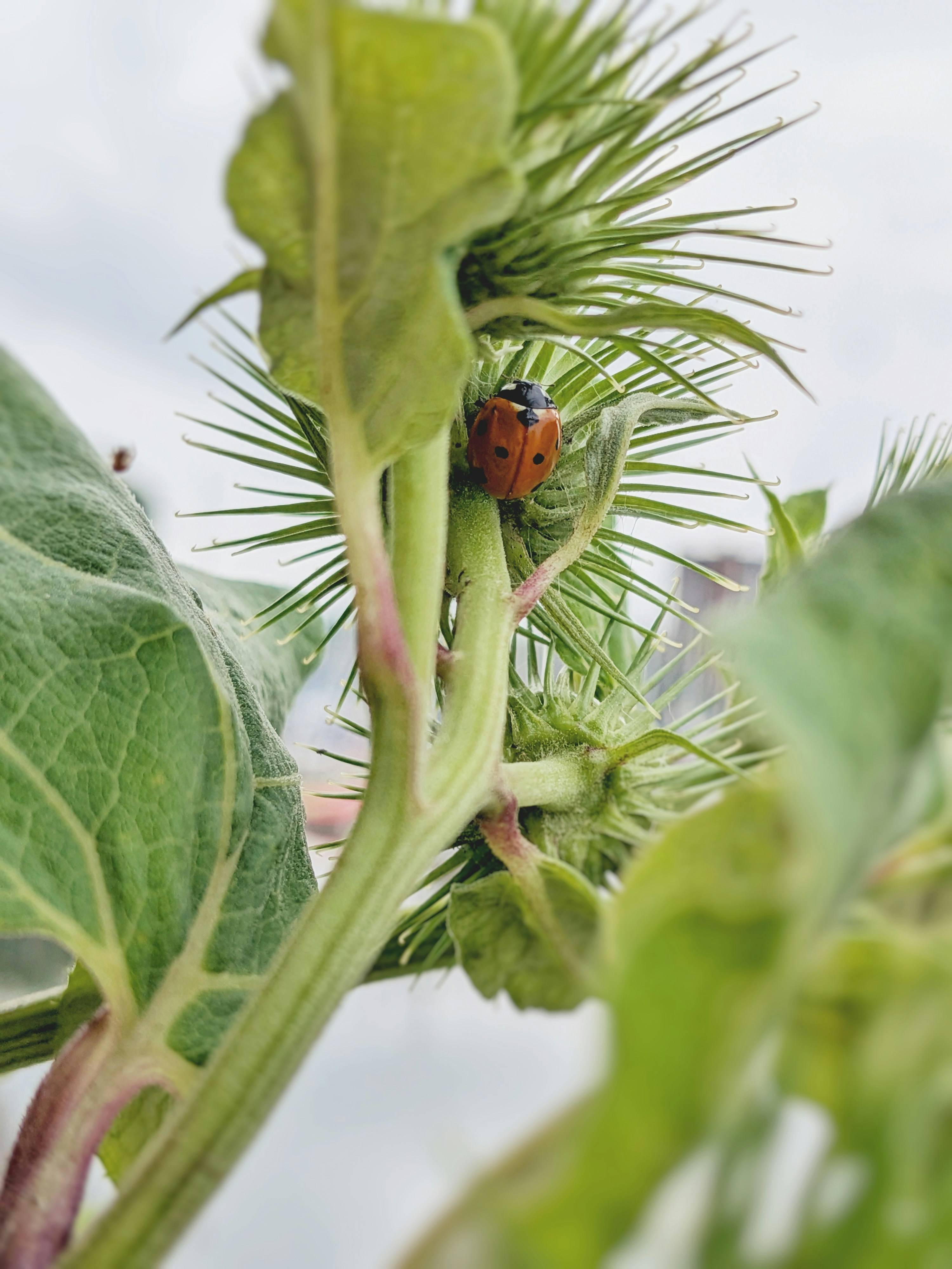 Close-up of a red ladybug perched on a green stem with spiky bristles; macro crop highlighting the insect against pale sky background.
