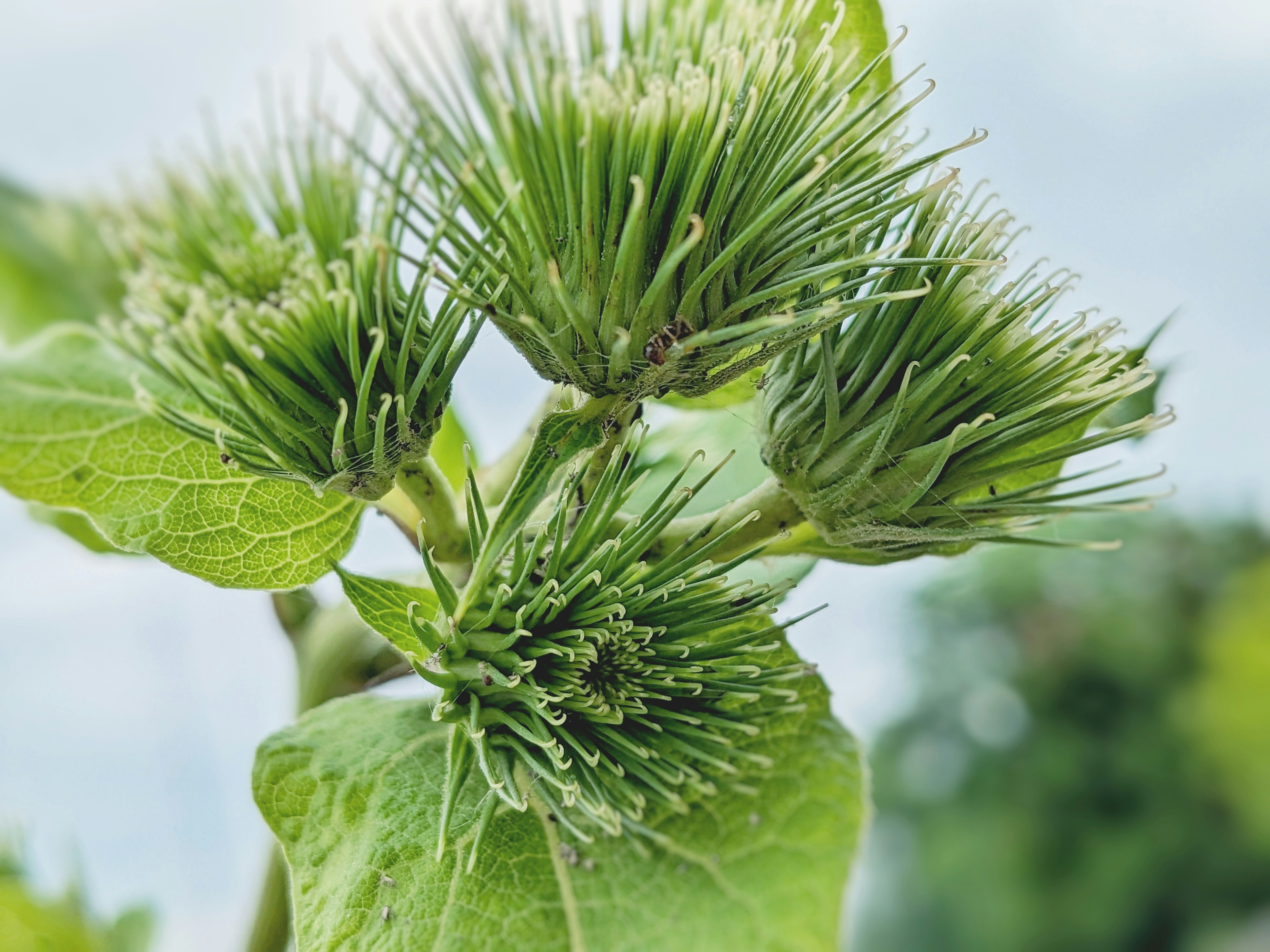 Emerald Crown: Close-Up of Spiky Green Buds in Bloom