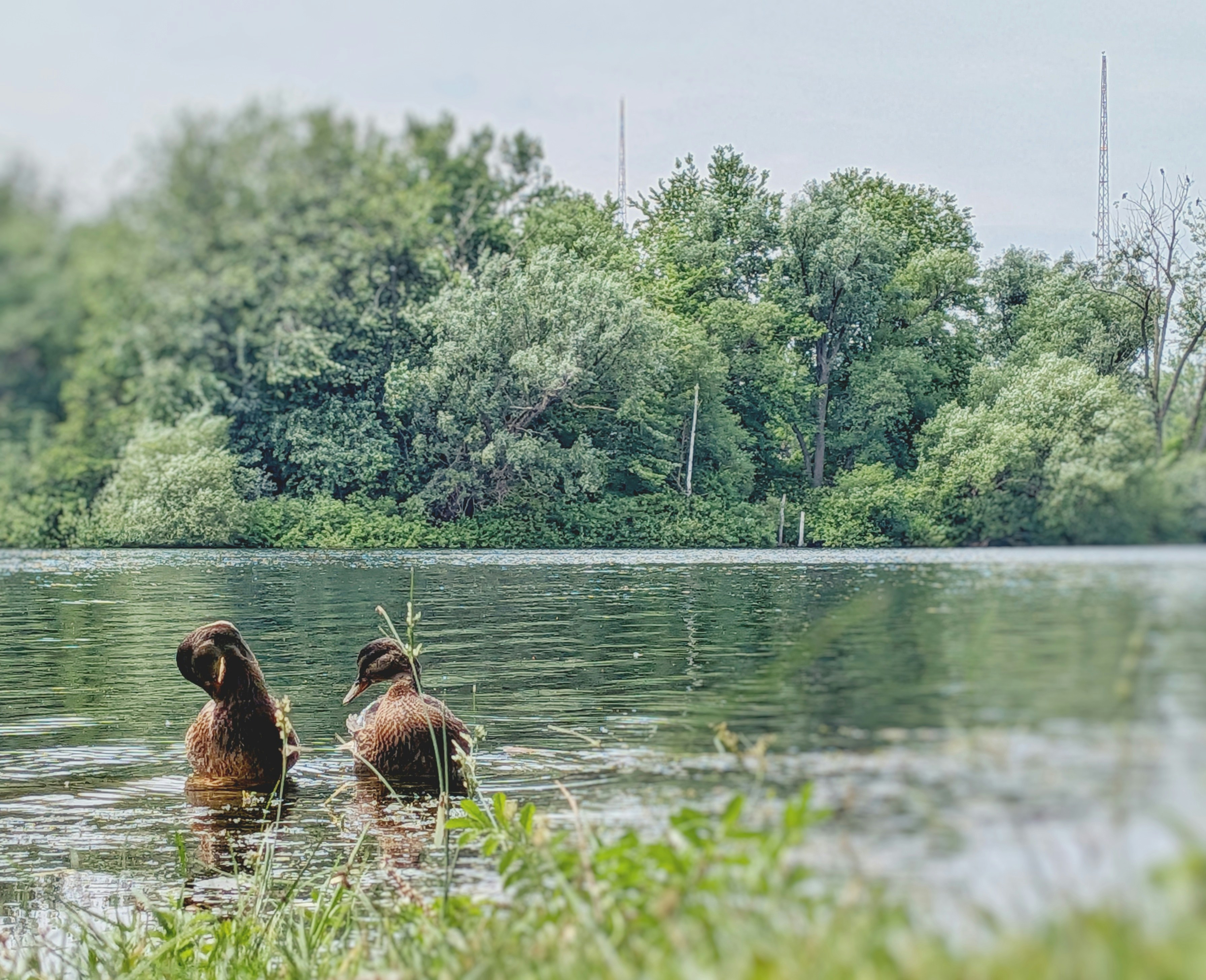 Duo of Ducks Anchored in Calm Lakeside Morning