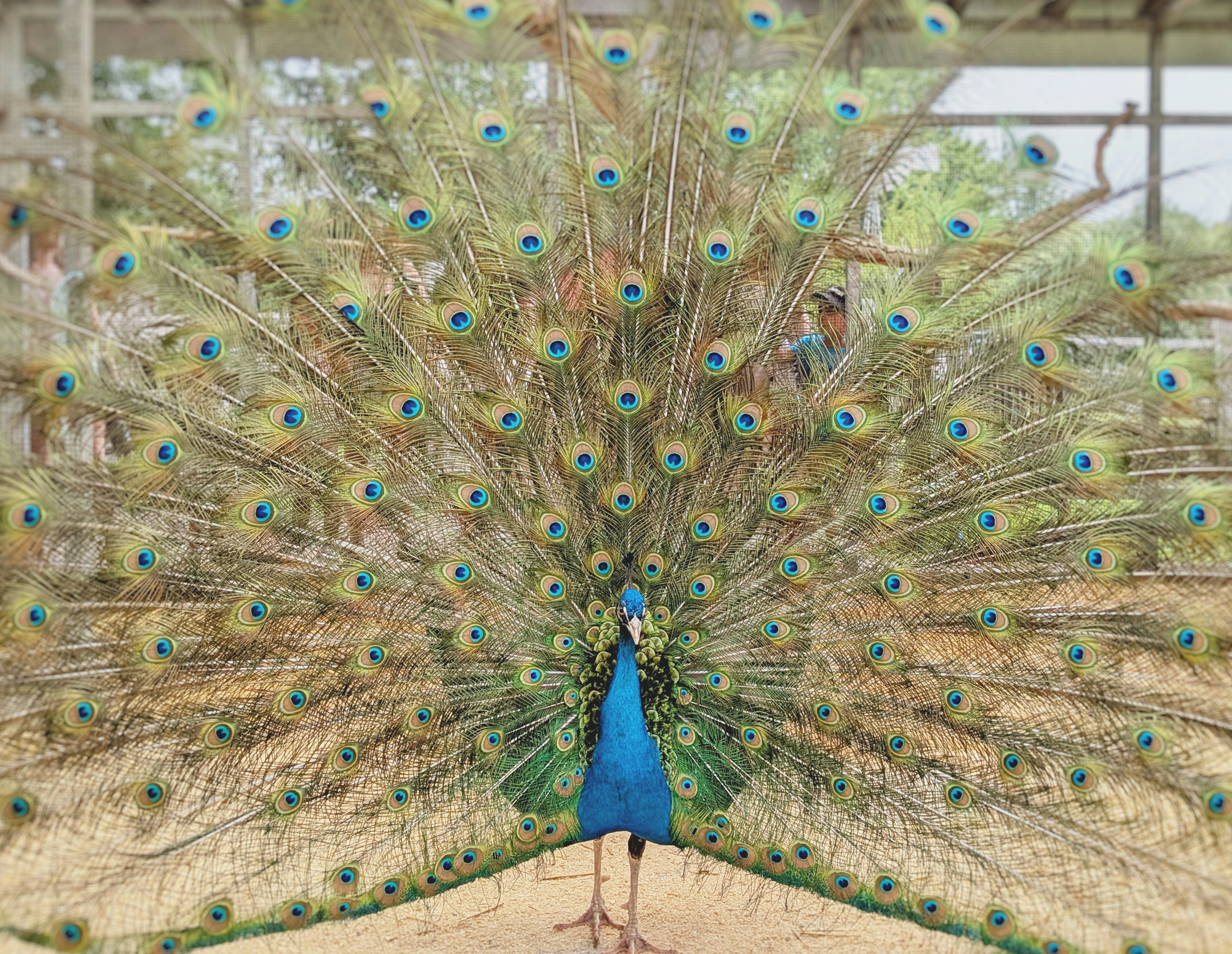 Vibrant peacock with its tail fully fanned, centered in a bright enclosure, highlighting the eye-spotted plumage against a muted background.
