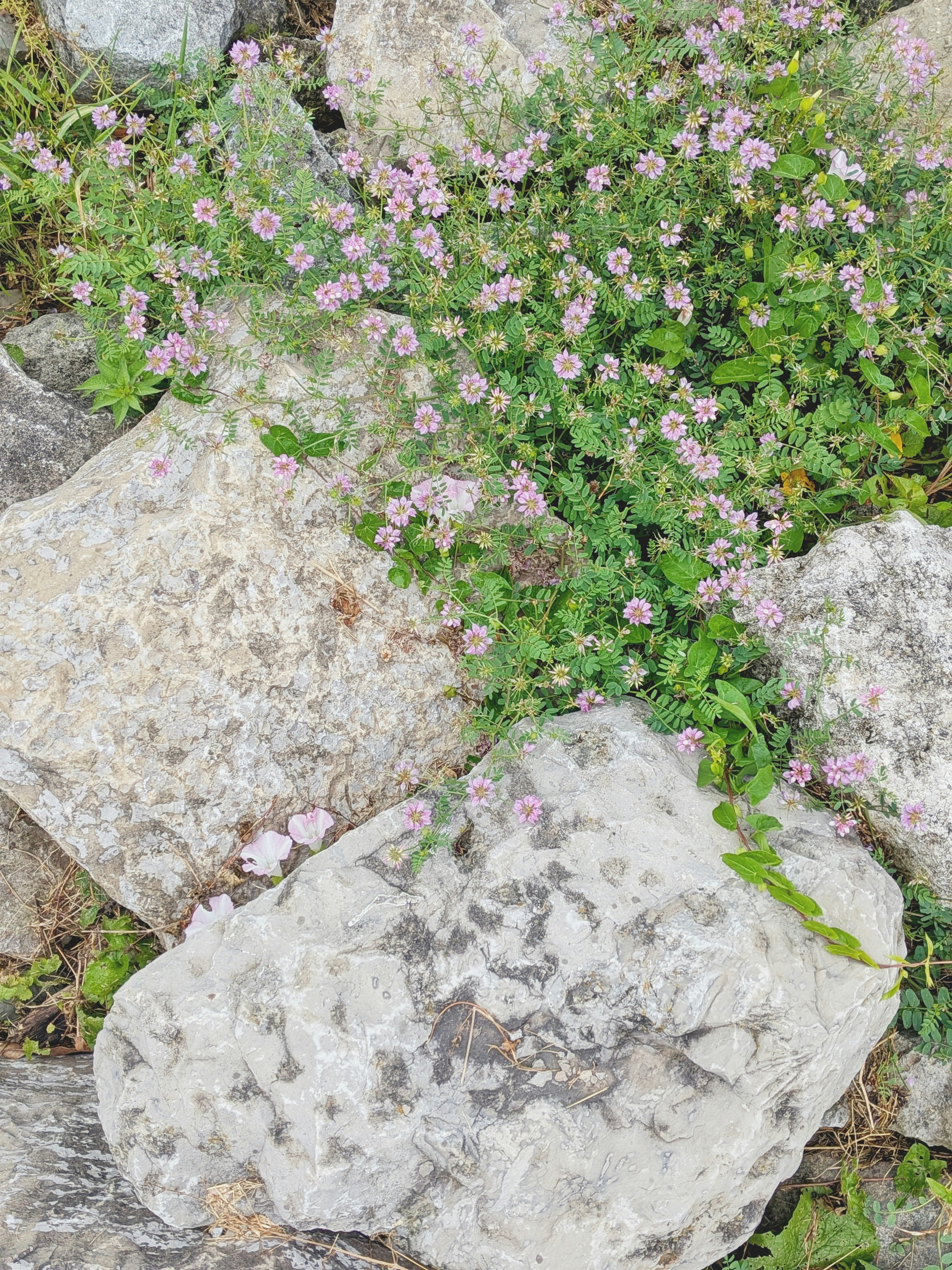 Pink wildflowers weave through weathered limestone