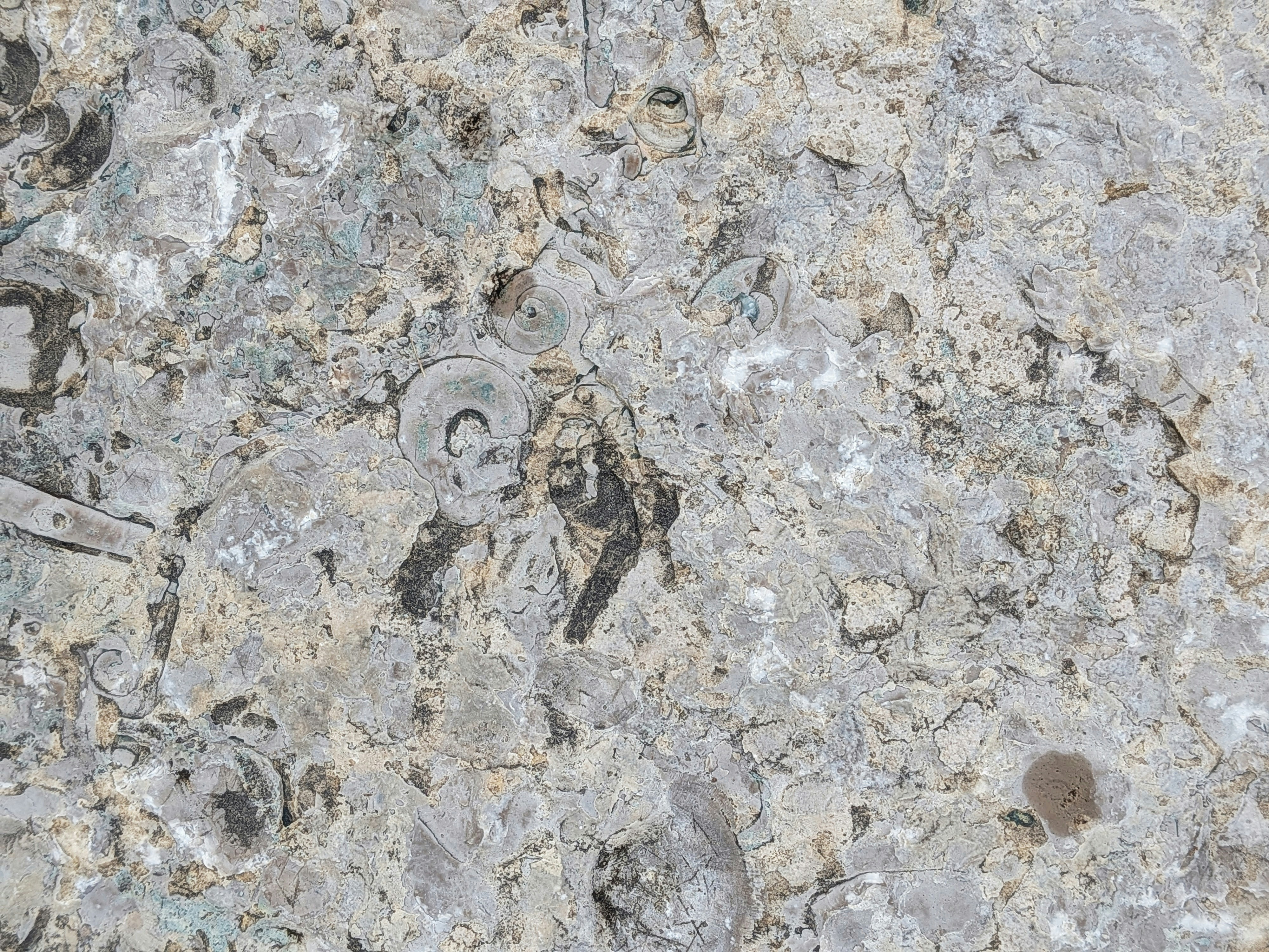 Weathered Spirals in Grey Rock