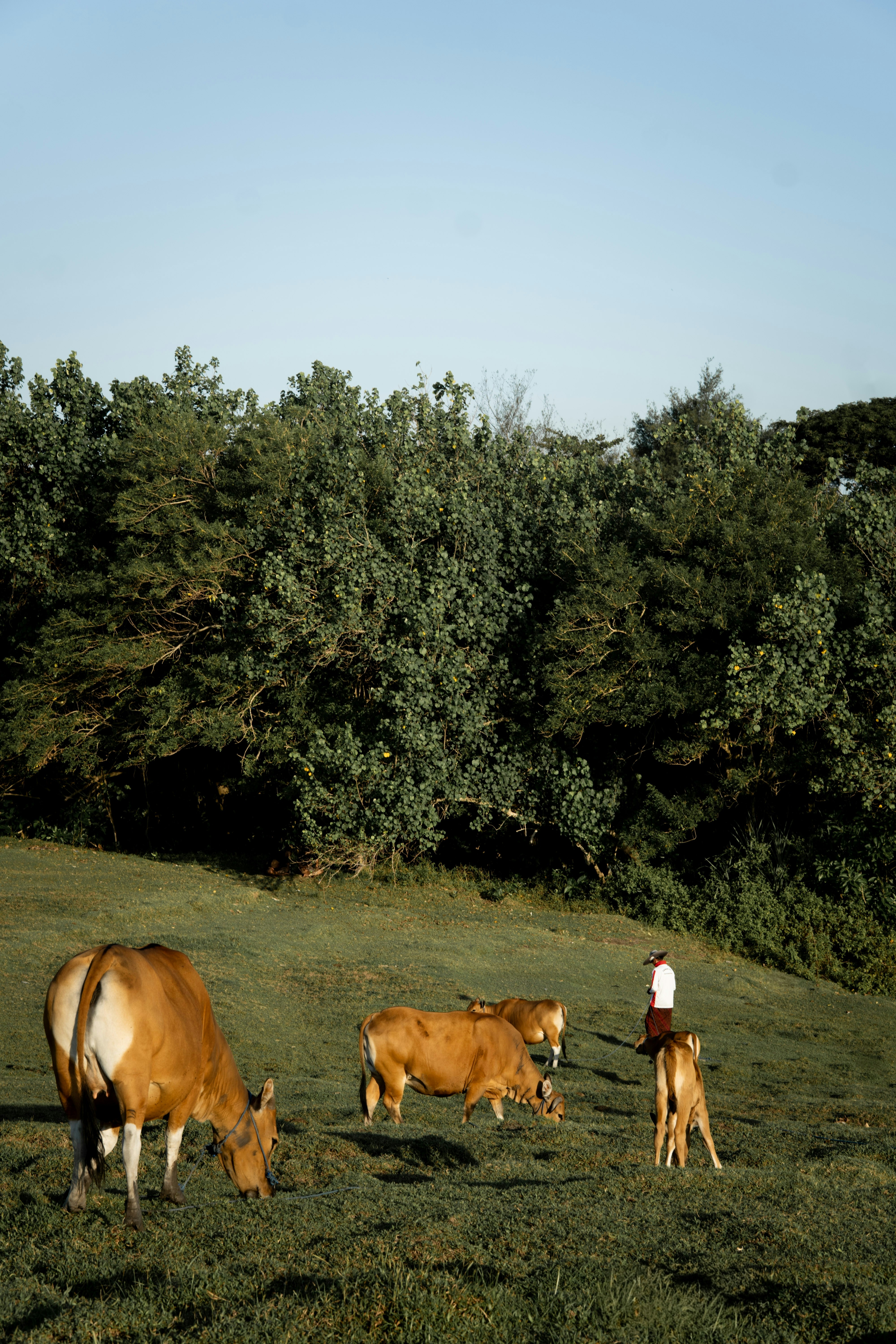 Pasture Portrait: Cattle And Keeper Under a Quiet Sky