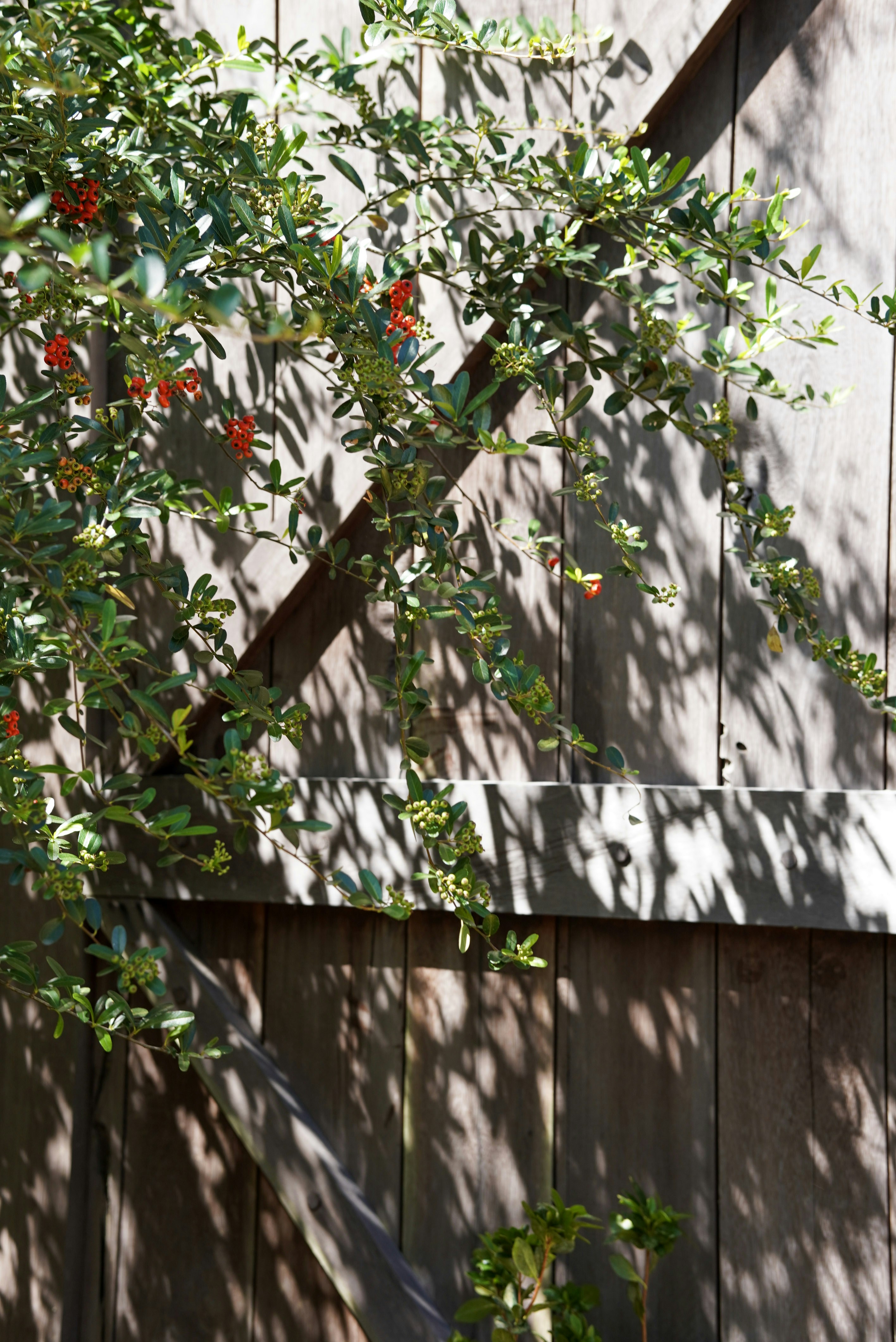 Sunlit Ivy and Red Berries Wading Across a Wooden Fence