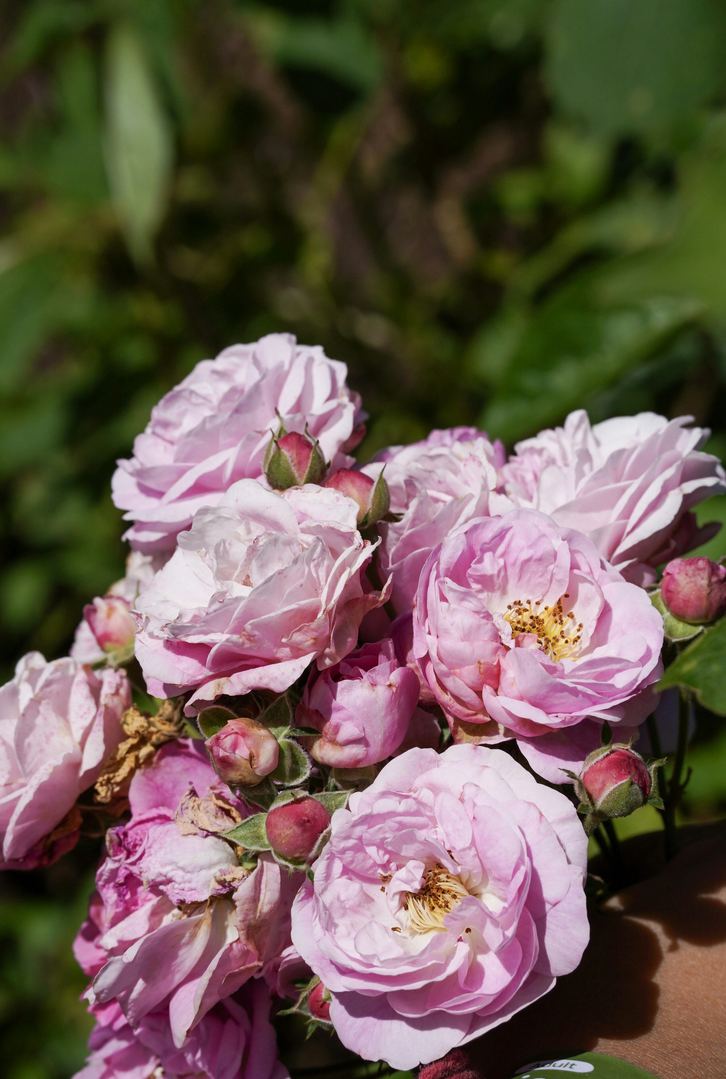 Soft-pink Rose Cluster in Full Bloom