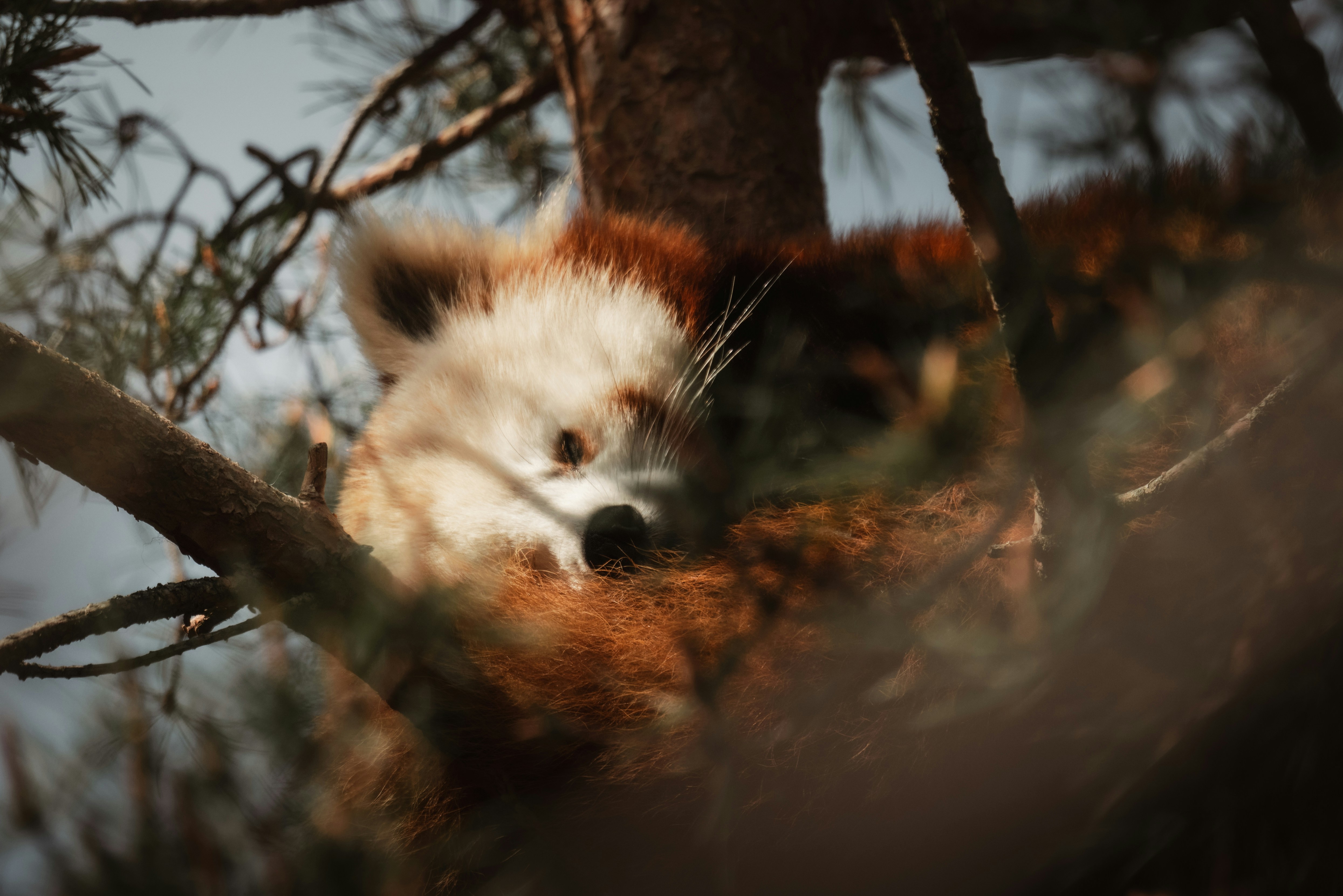 Slumbering Red Panda Among Branches