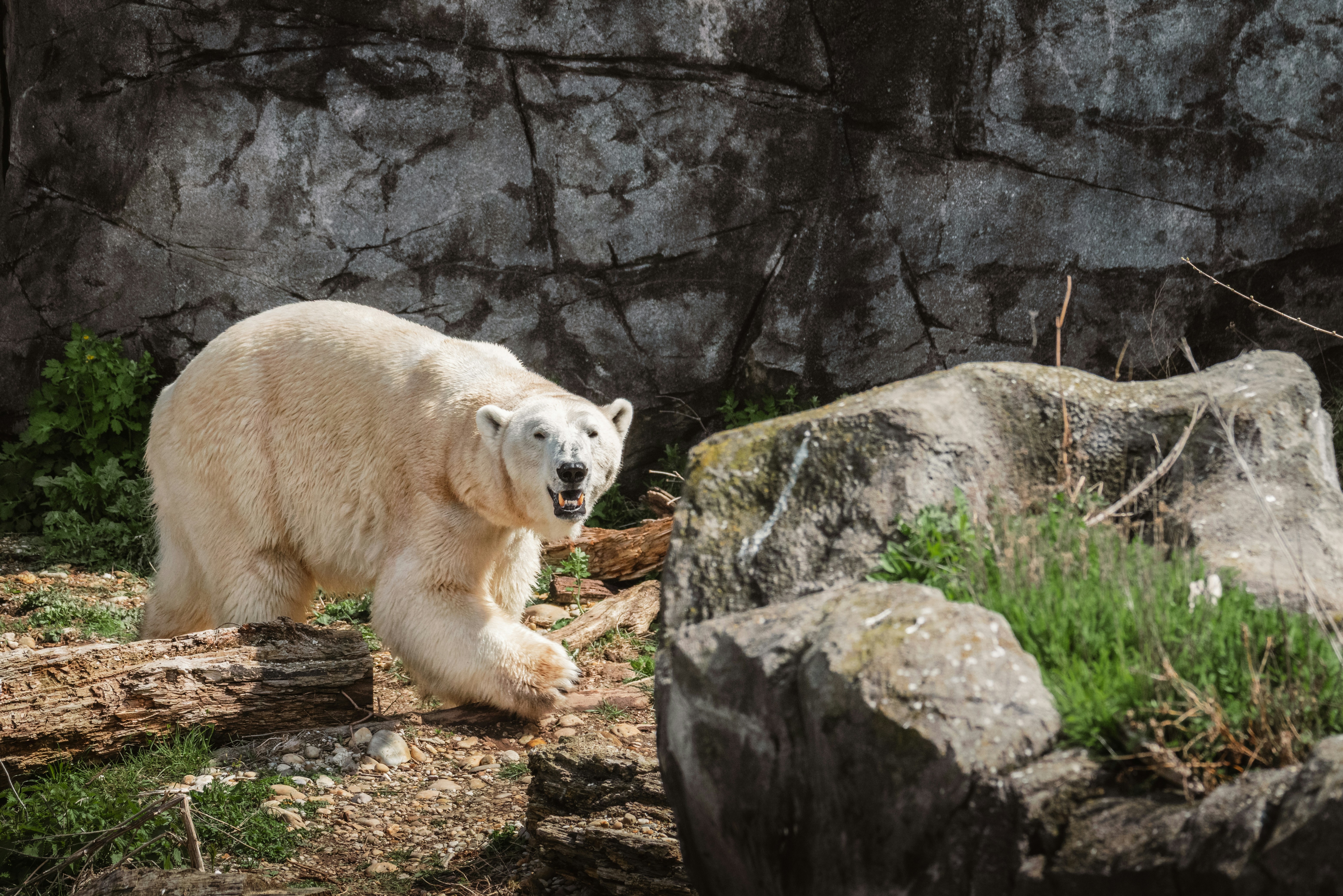 Winter Wanderer: A Polar Bear Pauses by Weathered Rock