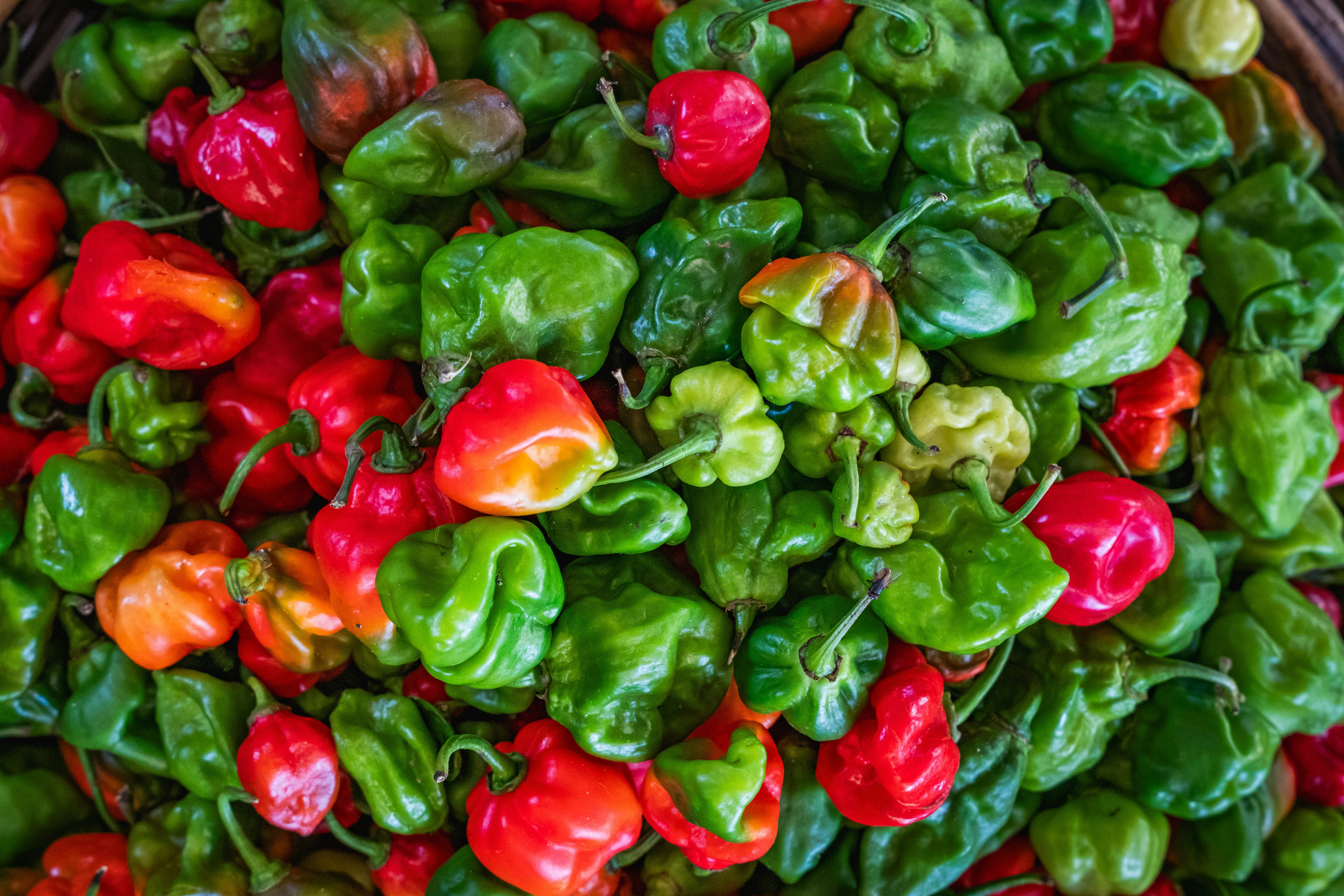 Rainbow of Crunch: A Close-Up of Colorful Peppers