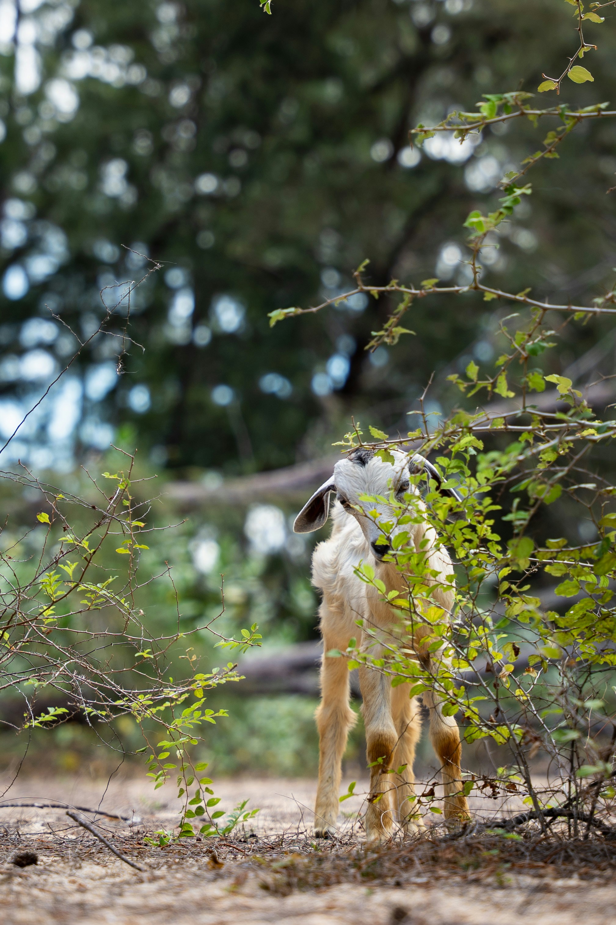 Young Goat Peering Through Velvet Vines