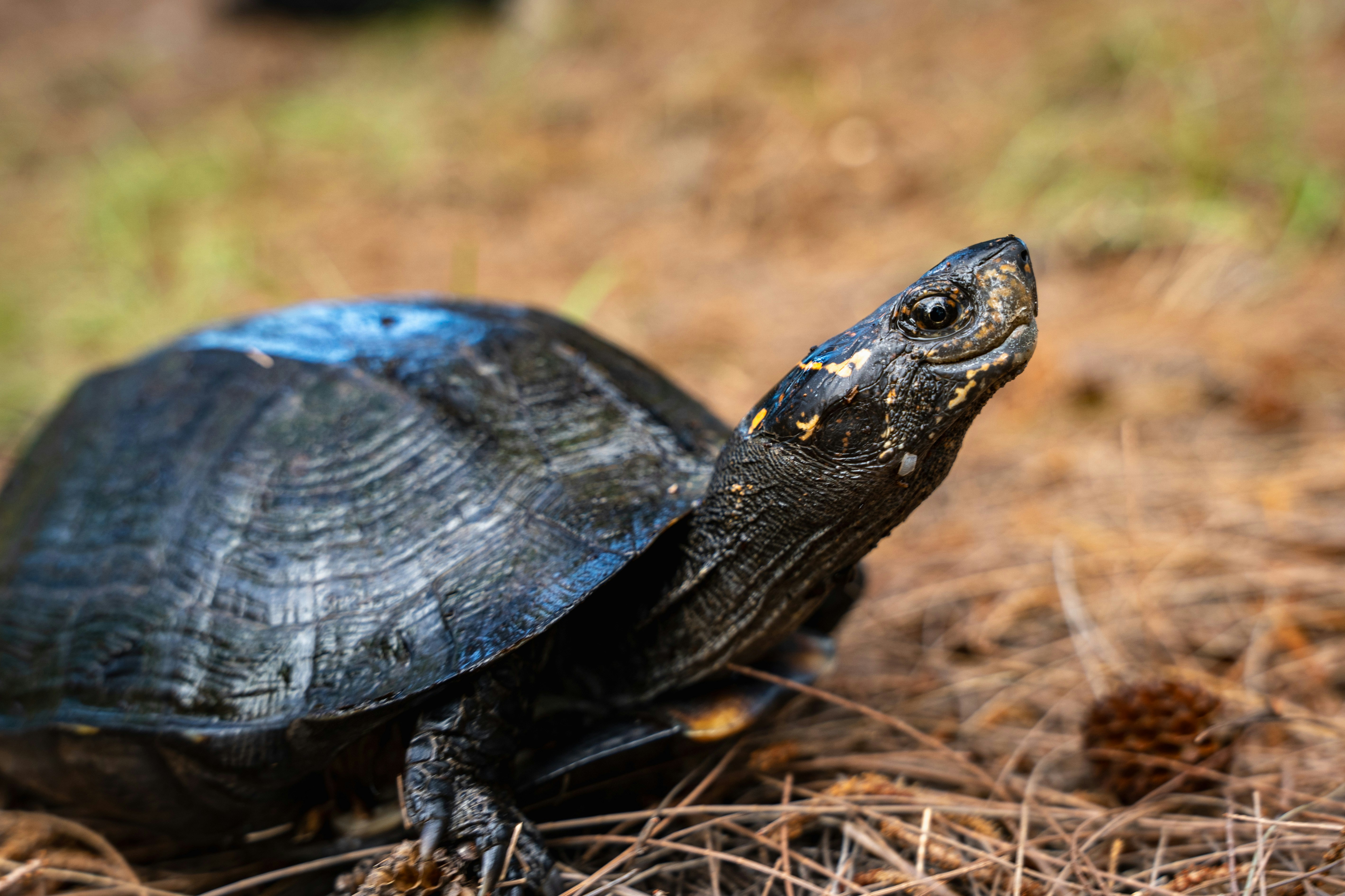 Low-Curvature Sentinel: A Painted Head of a Turtle Preludes Autumn Ground
