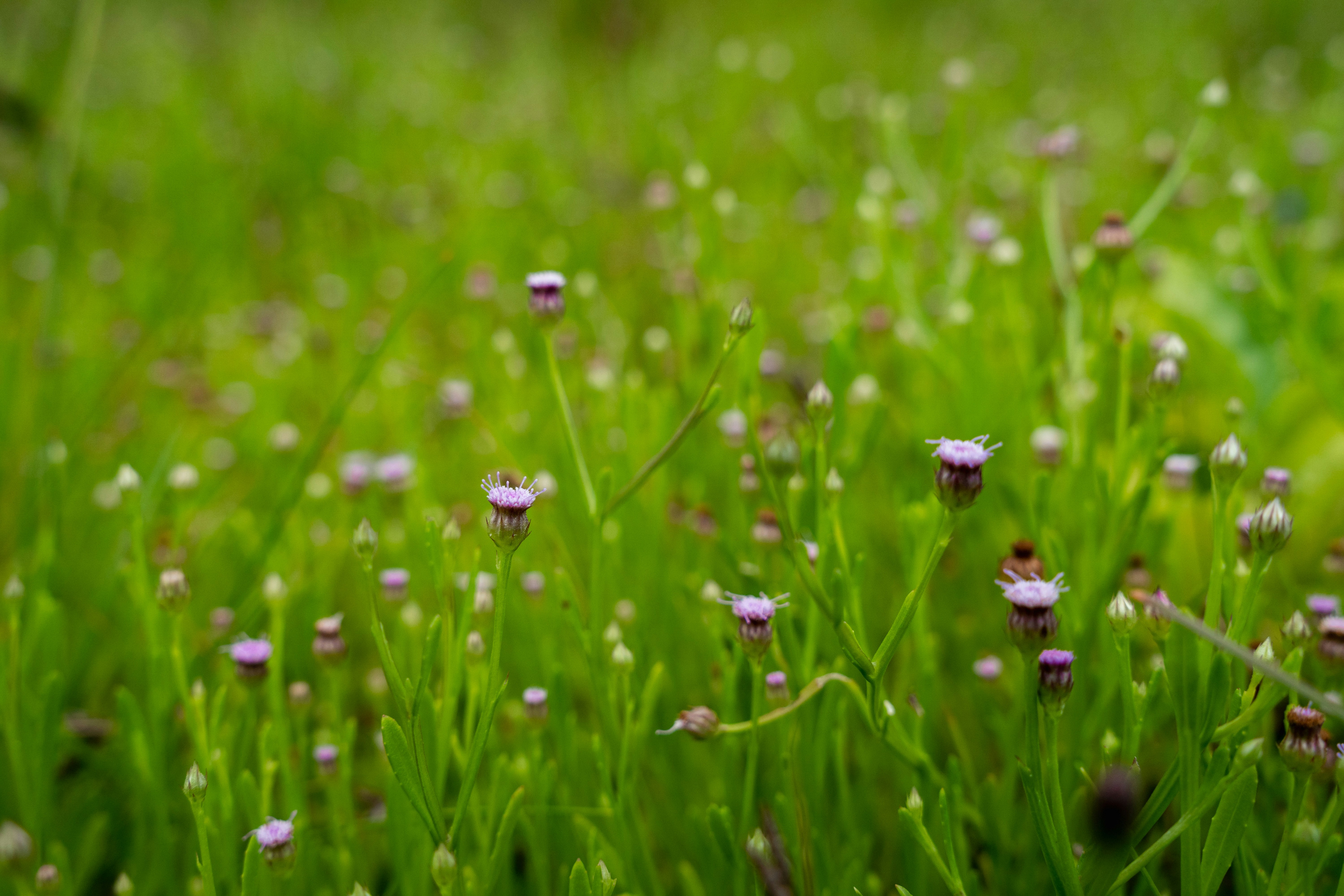 Purple Wildflowers in a Gentle Field