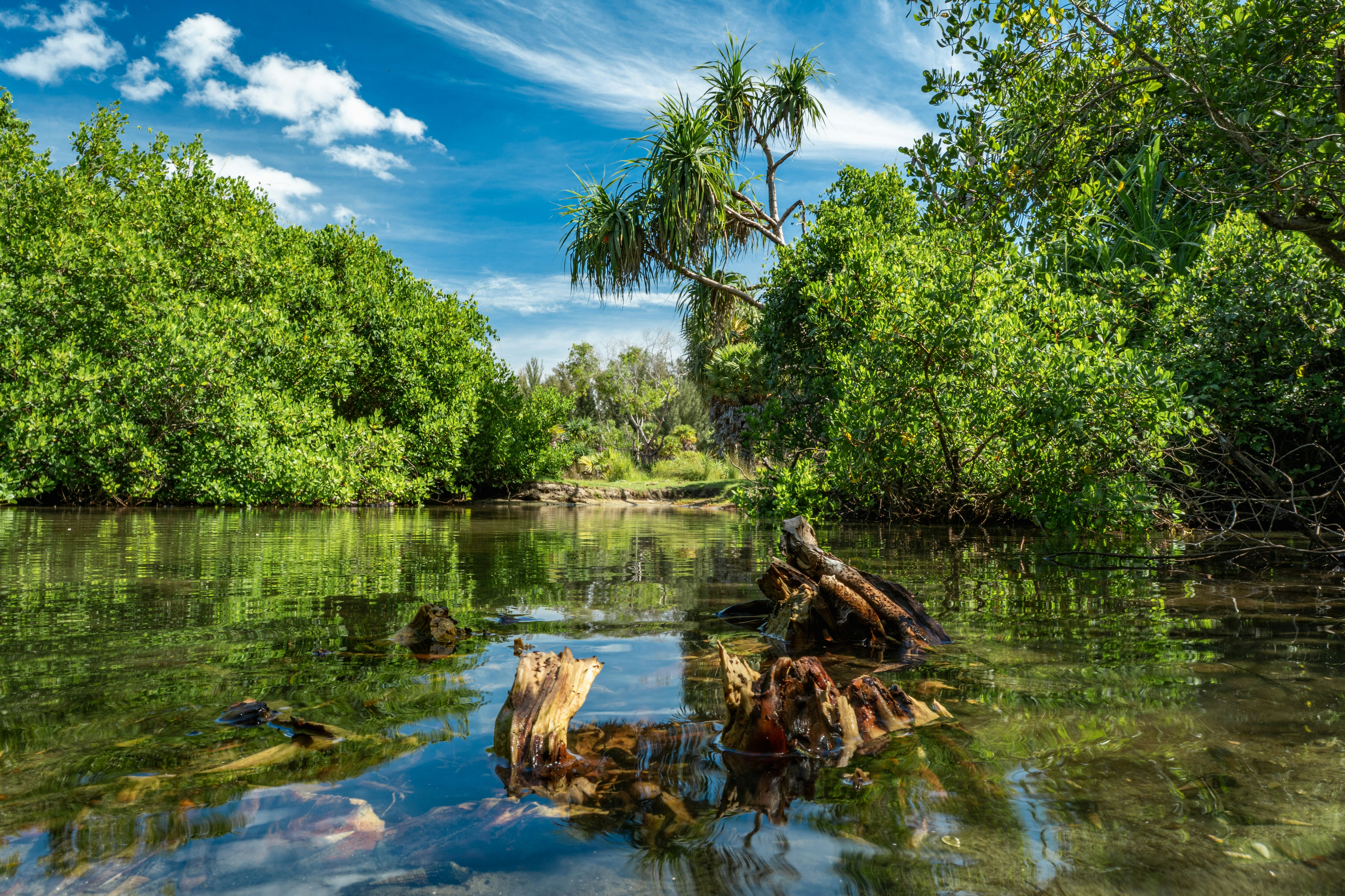 Emerald Estuary: Sunlit Mangroves and Reclaimed Driftwood
