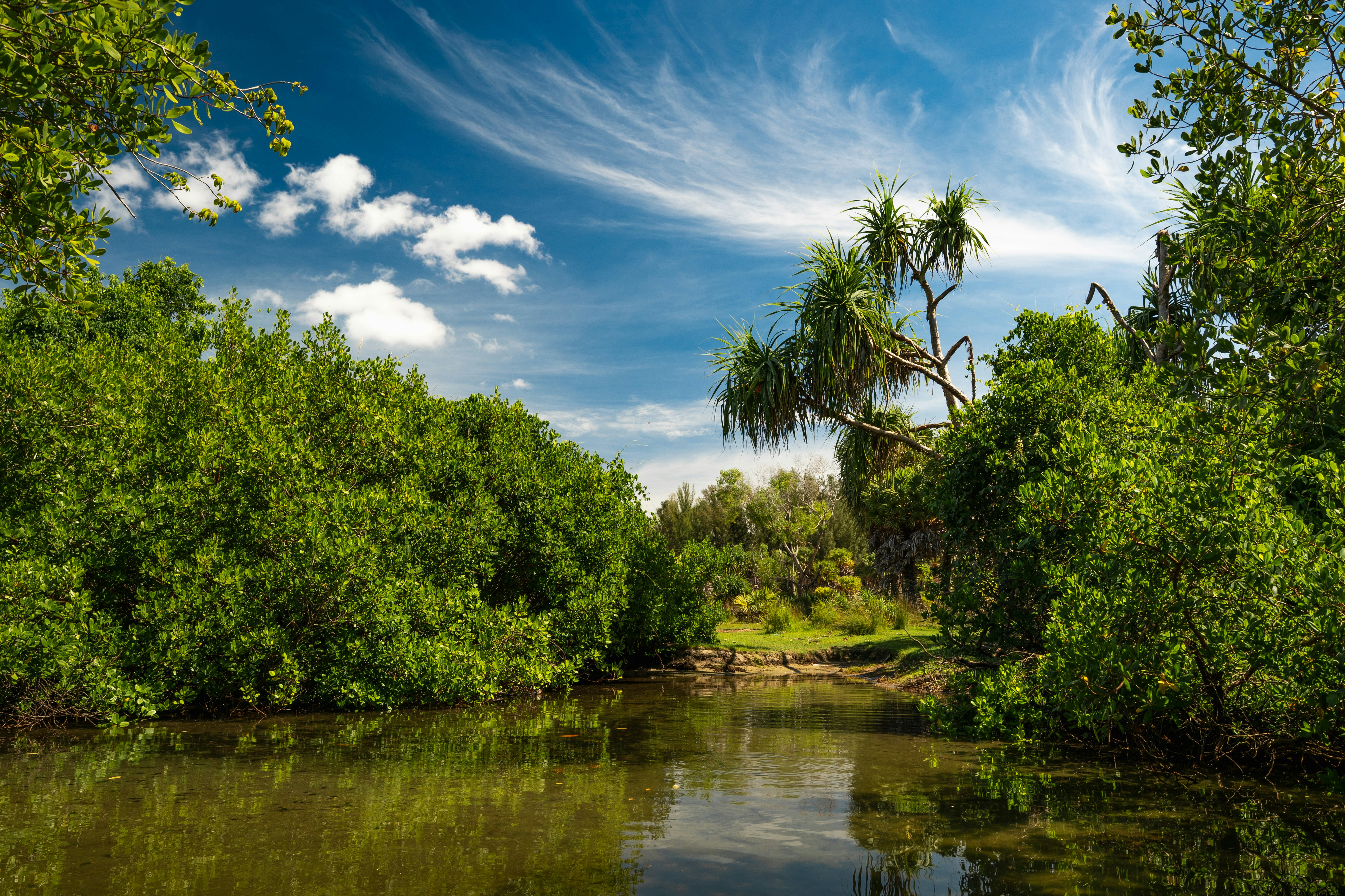 Sunlit Mangrove Corridor Over a Tranquil Tidal Channel
