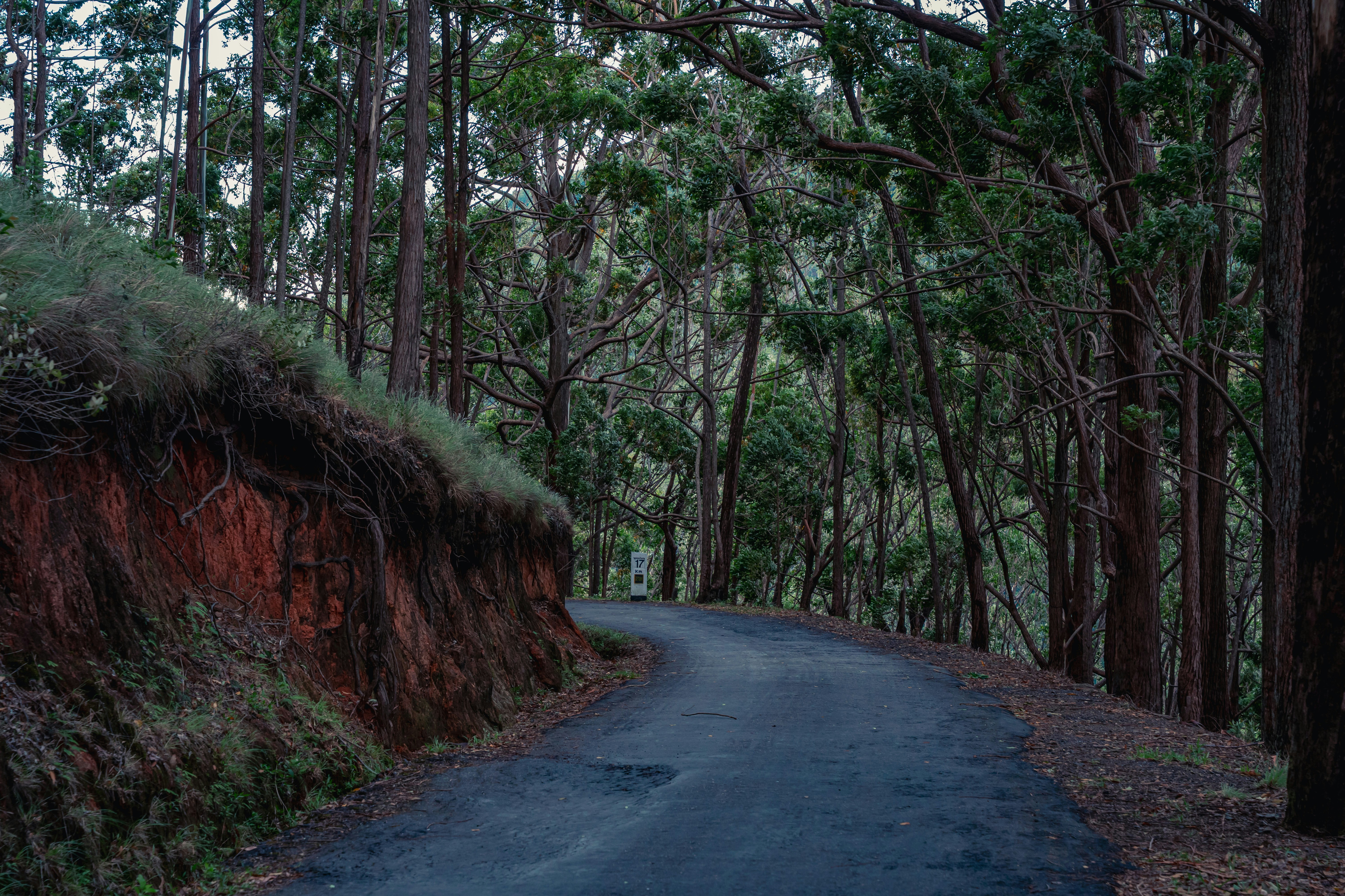 Serpentine Woodland Road Bends Through Quiet Pines