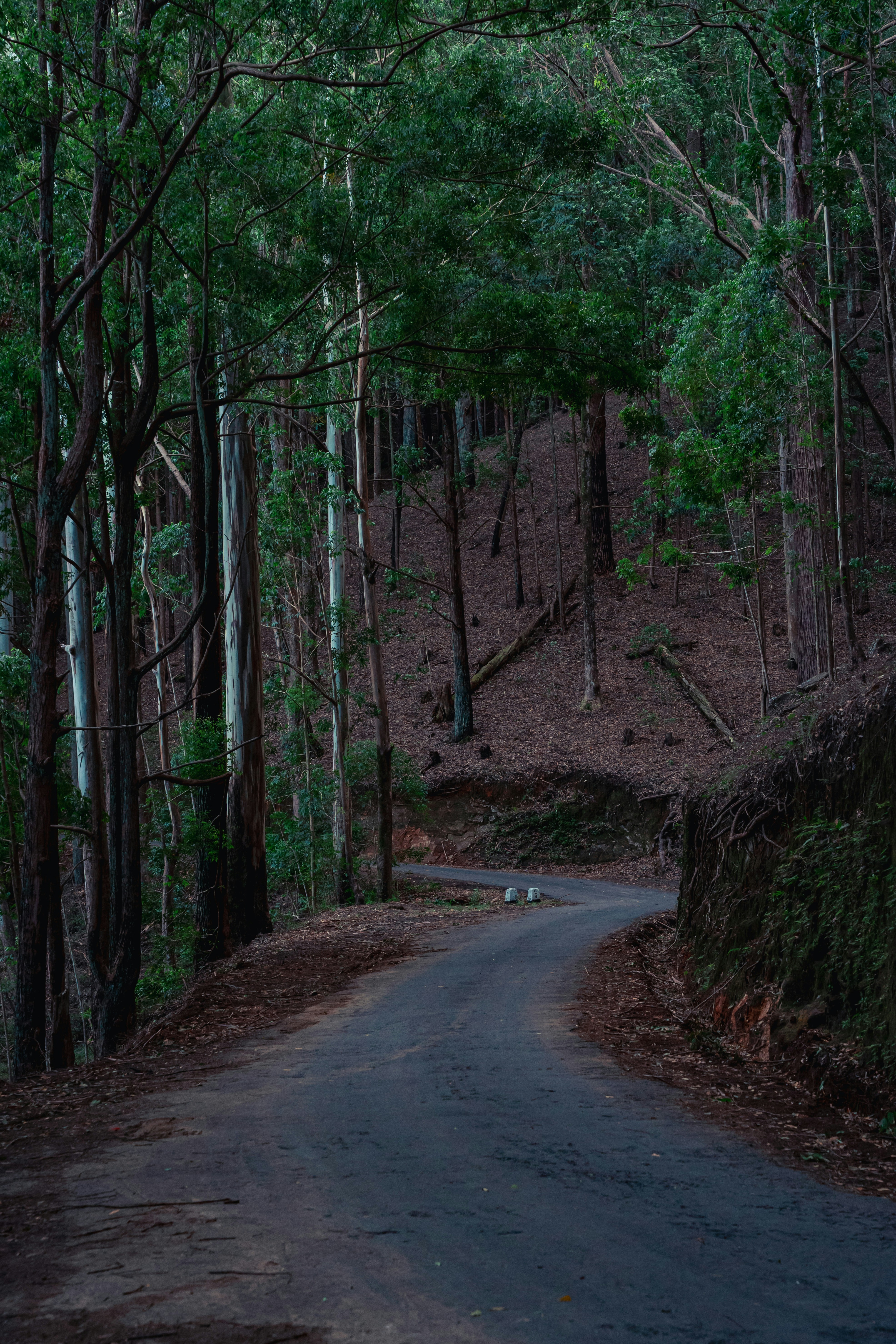 Whispering Pines on a Winding Forest Road