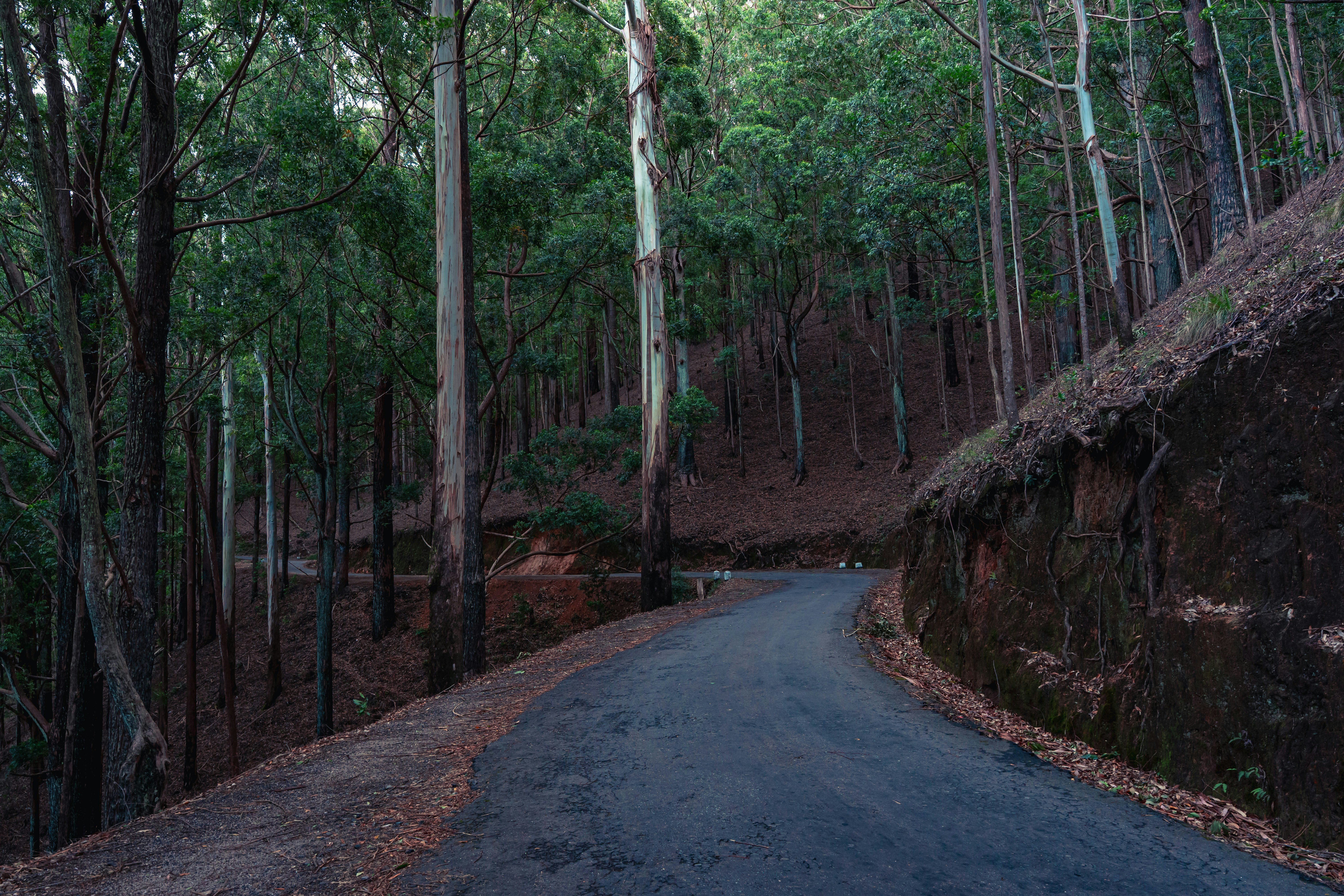 Winding Forest Drive: A Quiet Ascent Along the Shadowed Road