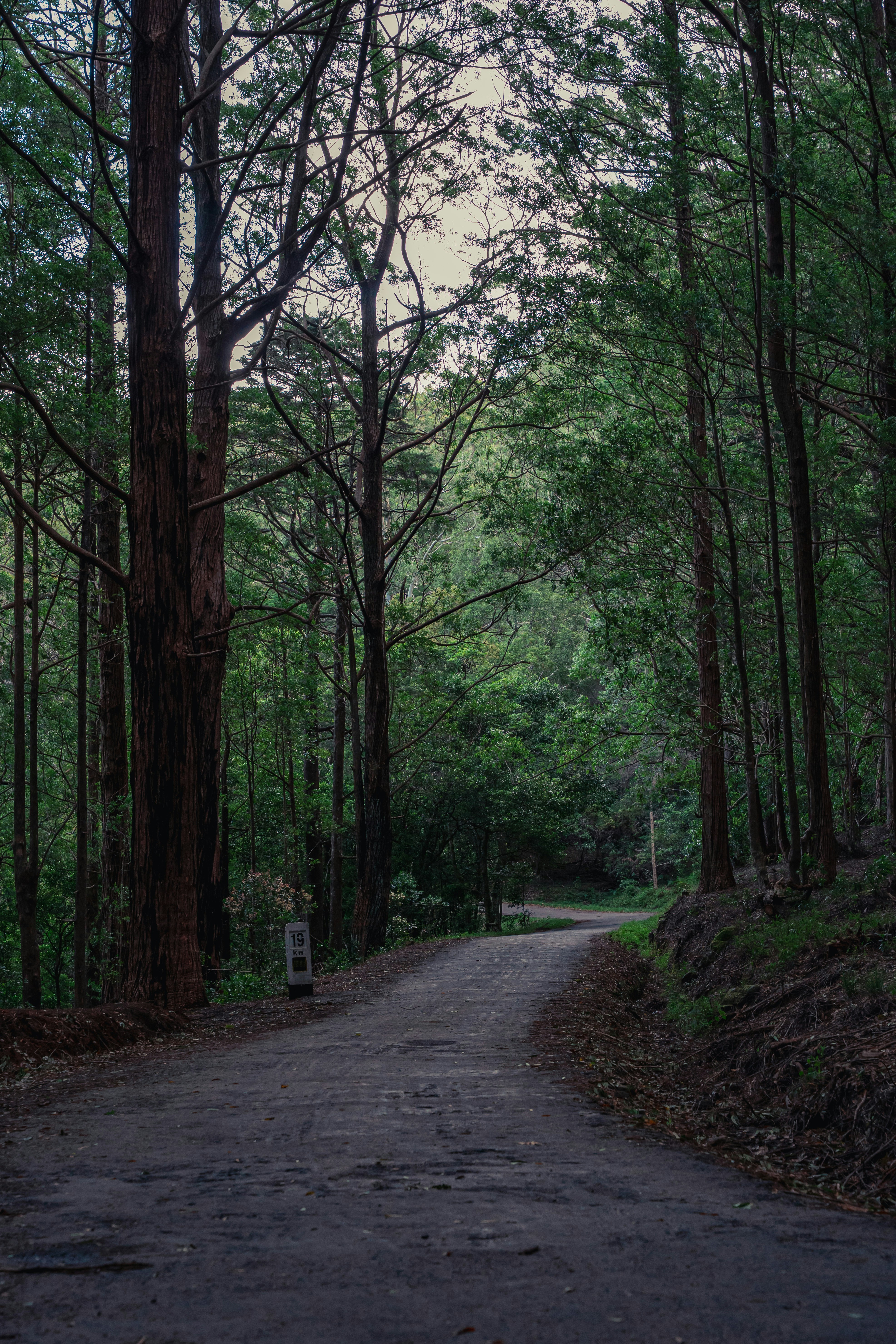 Whispering Path Through a Quiet Canopy