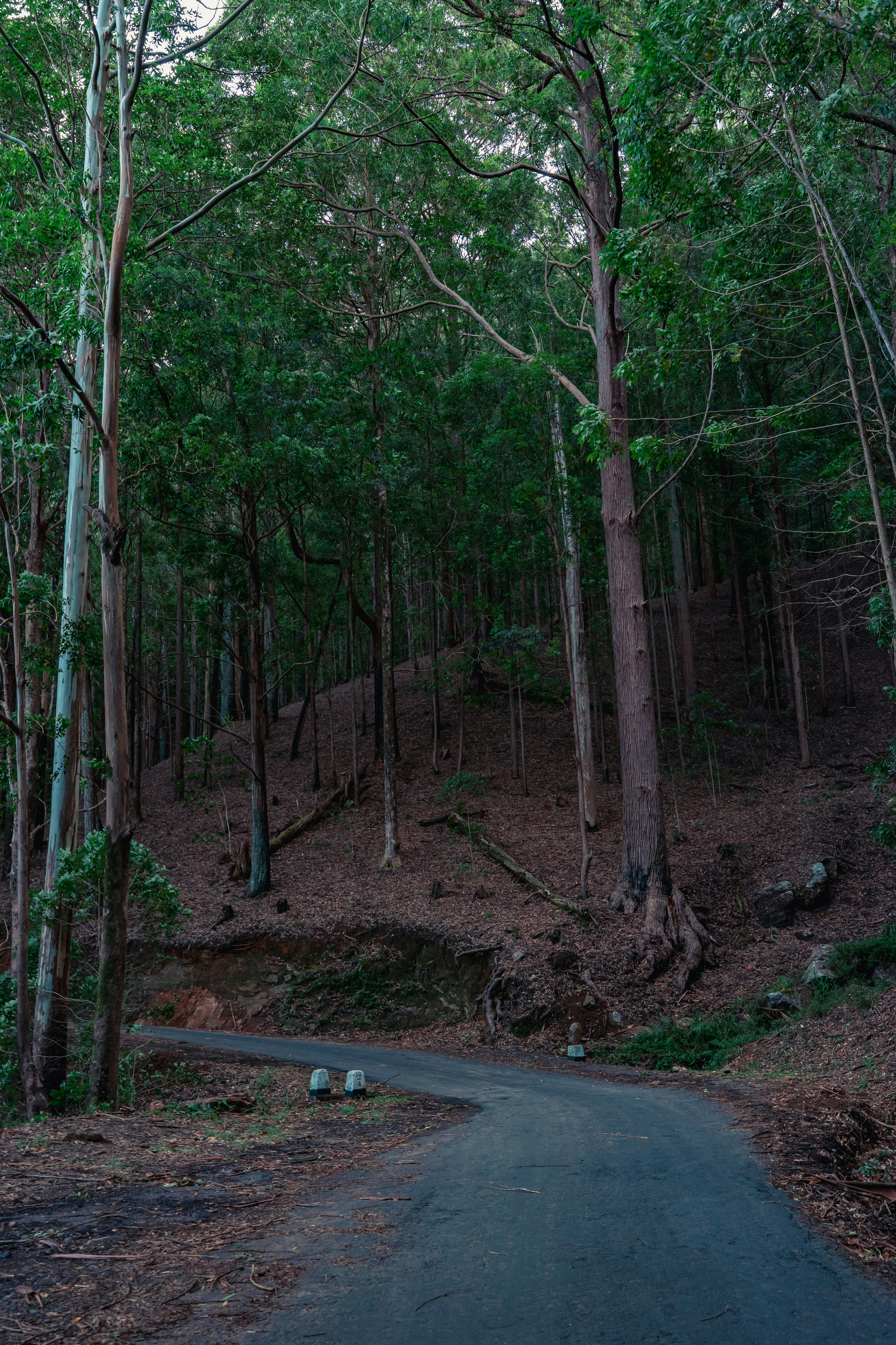 Forest Fork: A Narrow Road Winding Through Dense Trees