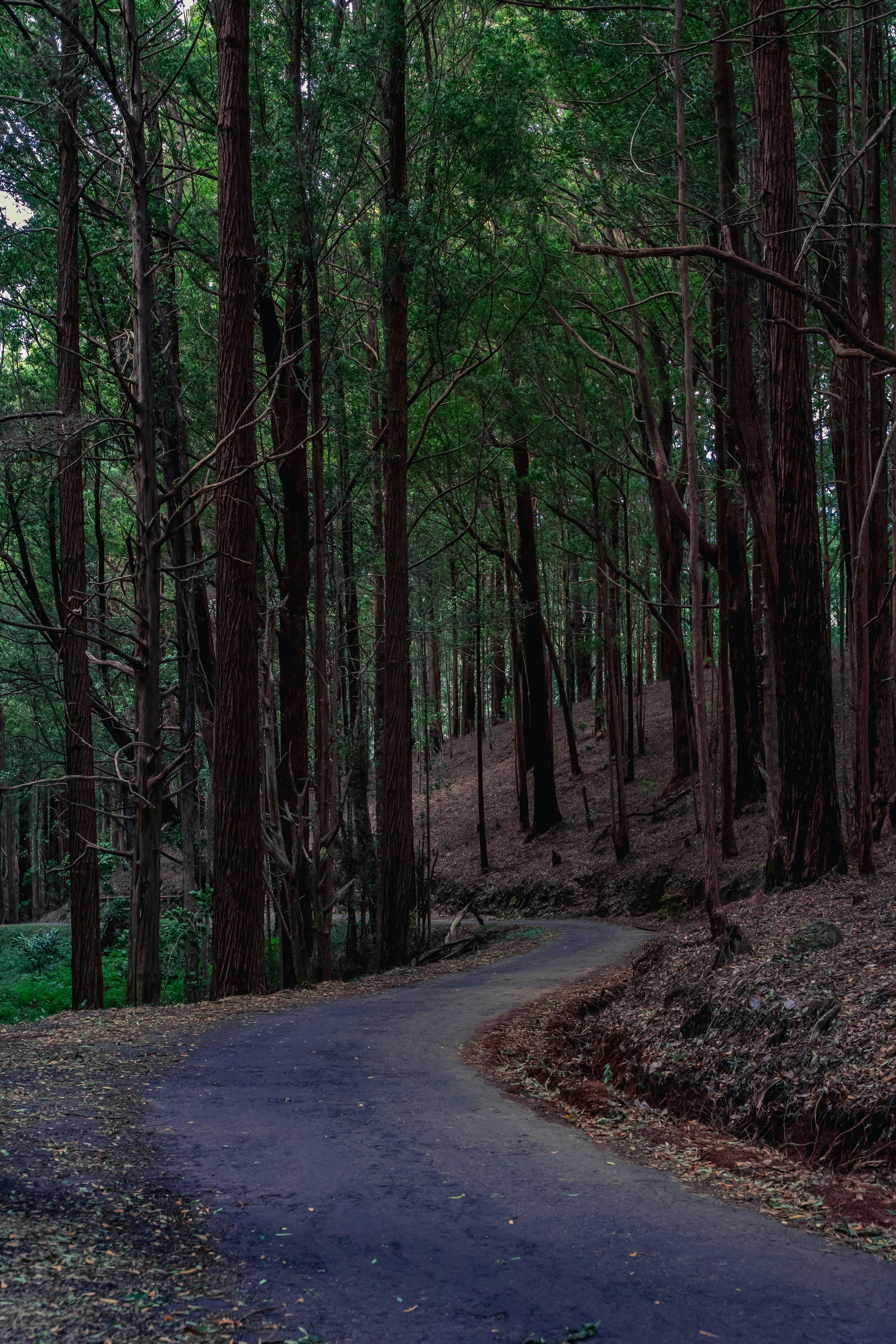Path Through the Emerald Pines