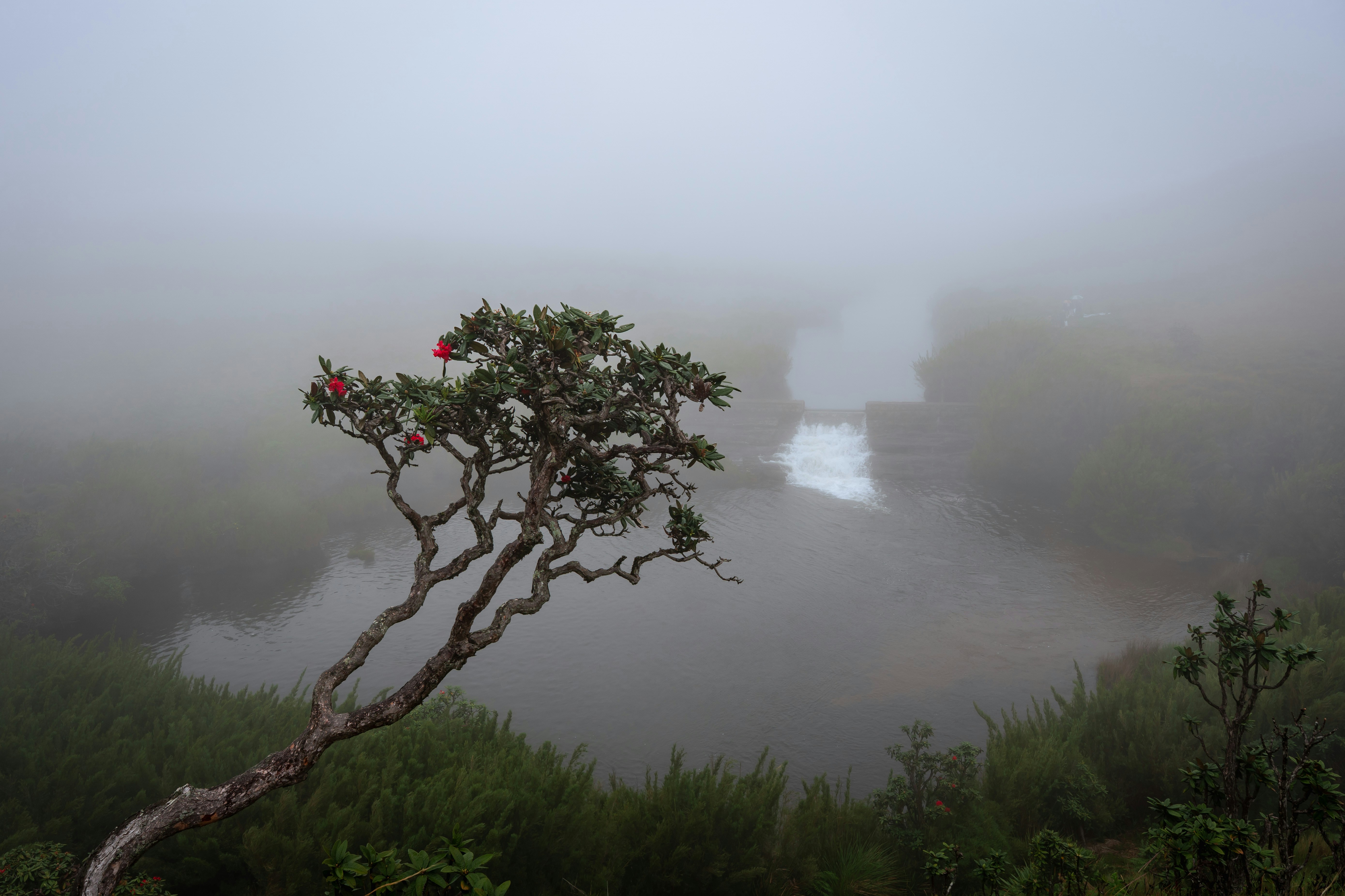 Coastal Cove in Quiet Fog