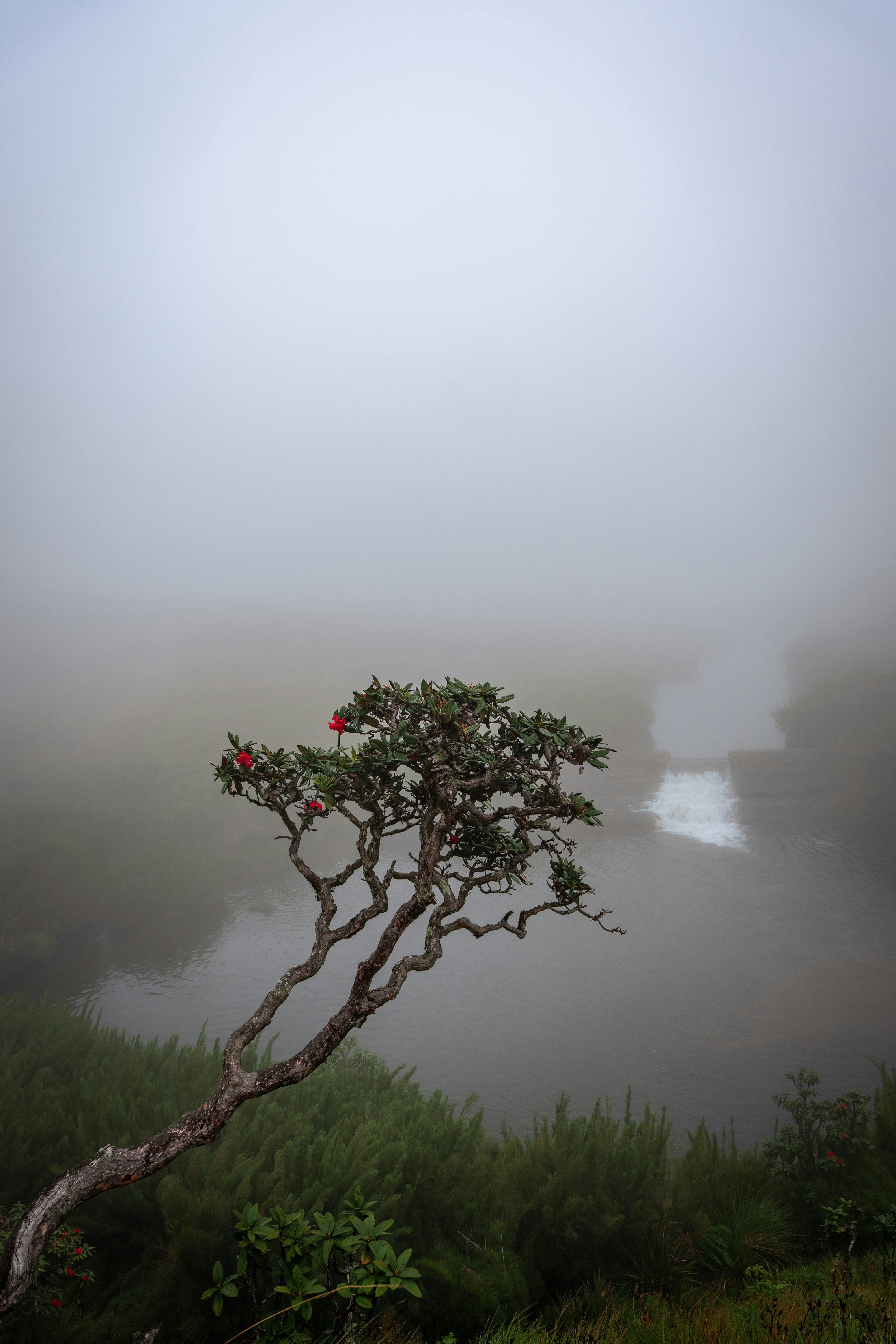 Gnarled Branches Reaching Through Mist